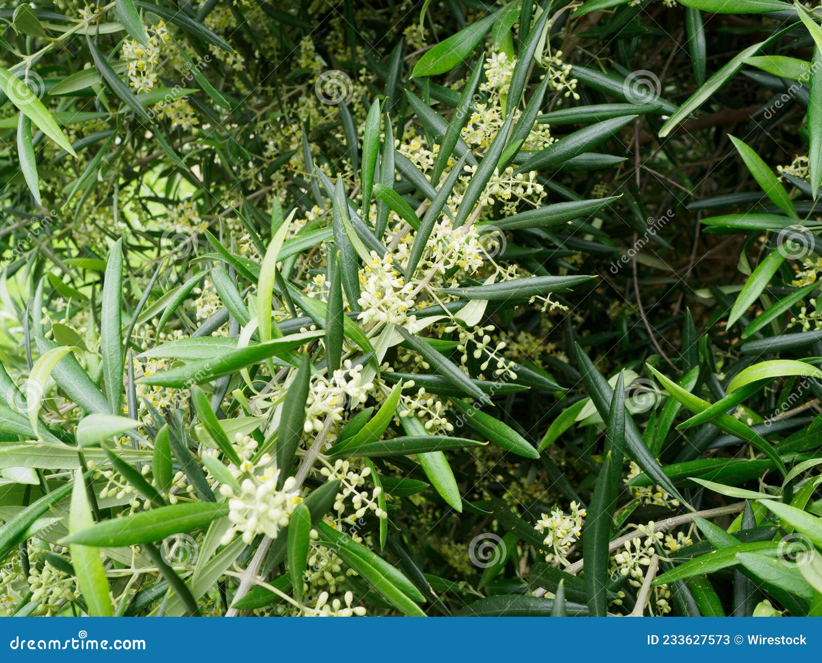 Olive (Olea Europaea) Tree, Flowers and Leaves Stock Image - Image of ...