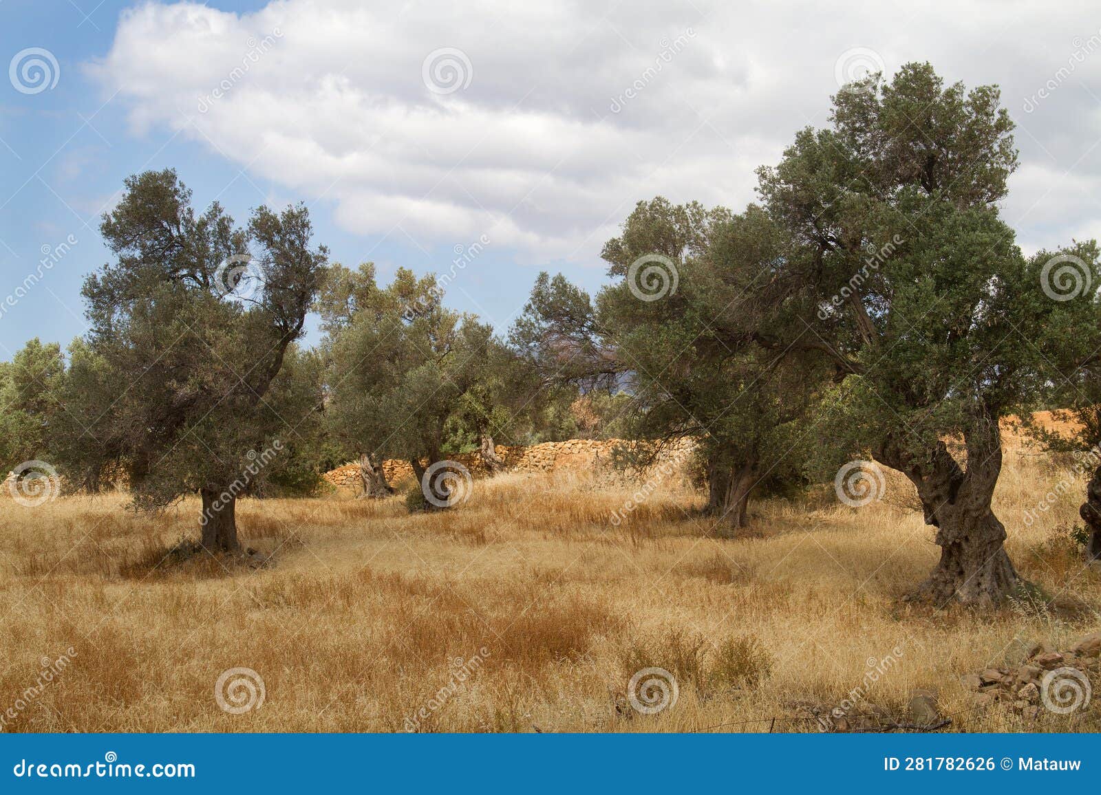 Olive Orchard with Undergrowth of Dry, Brown Grass Stock Photo - Image ...