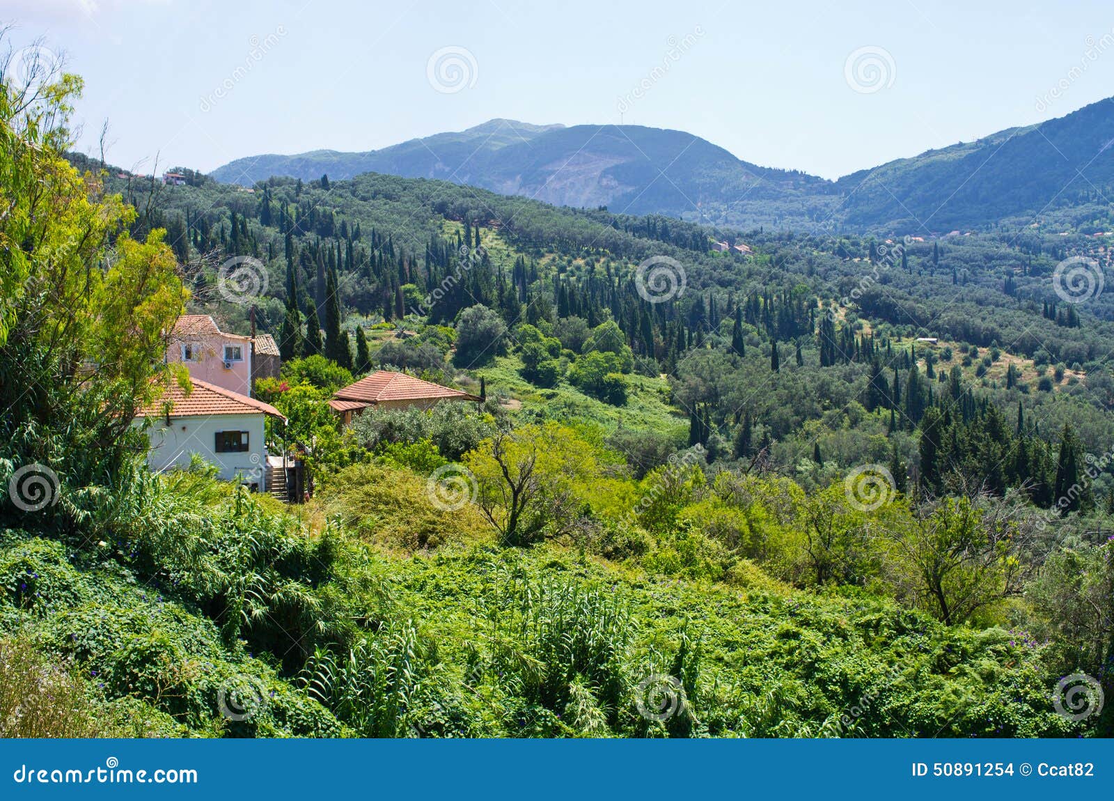 Olive Orchards in the Hills - Corfu, Greece Stock Photo - Image of ...