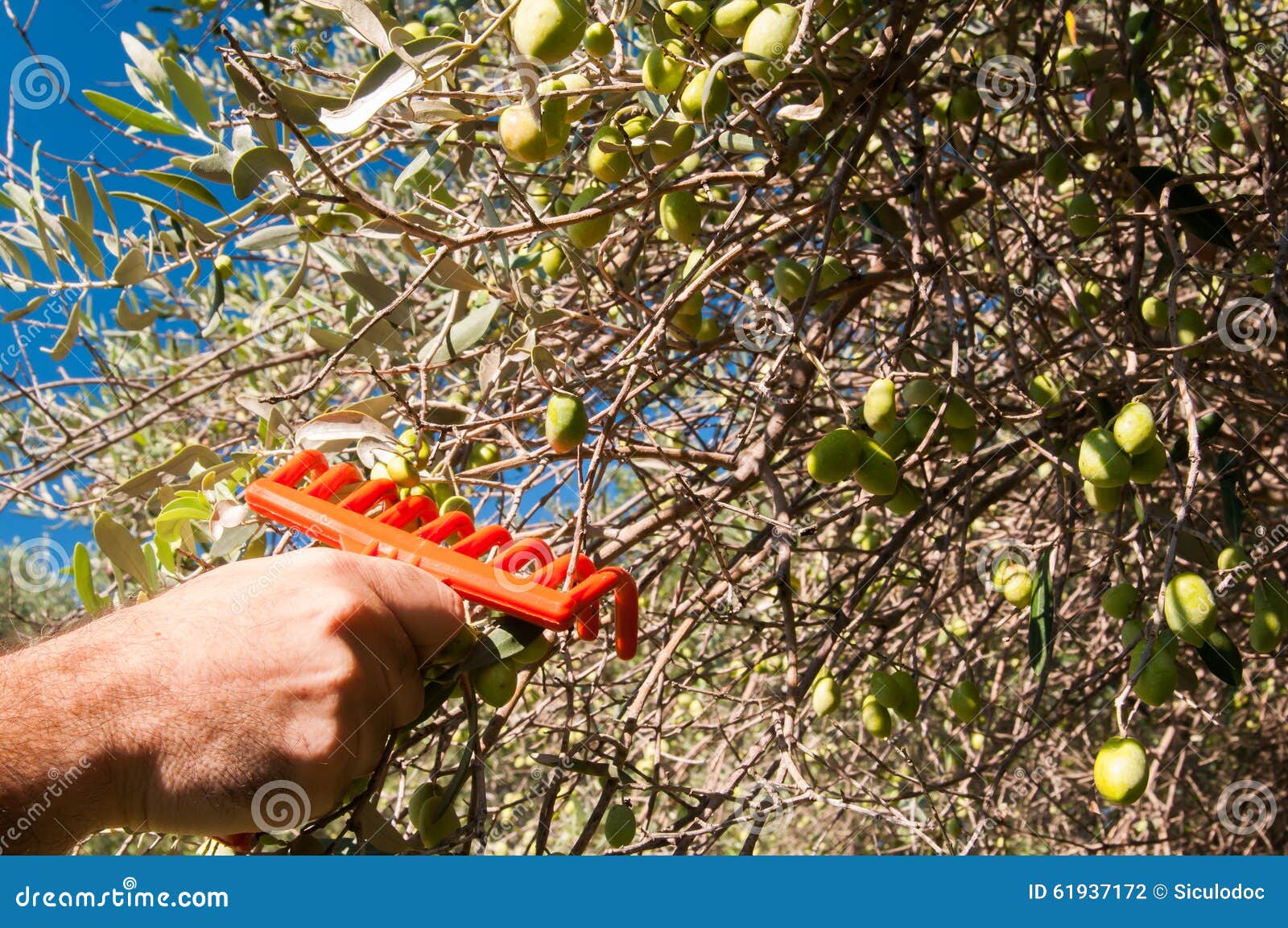 Olive picking stock photo. Image of mediterranean, worker - 61937172