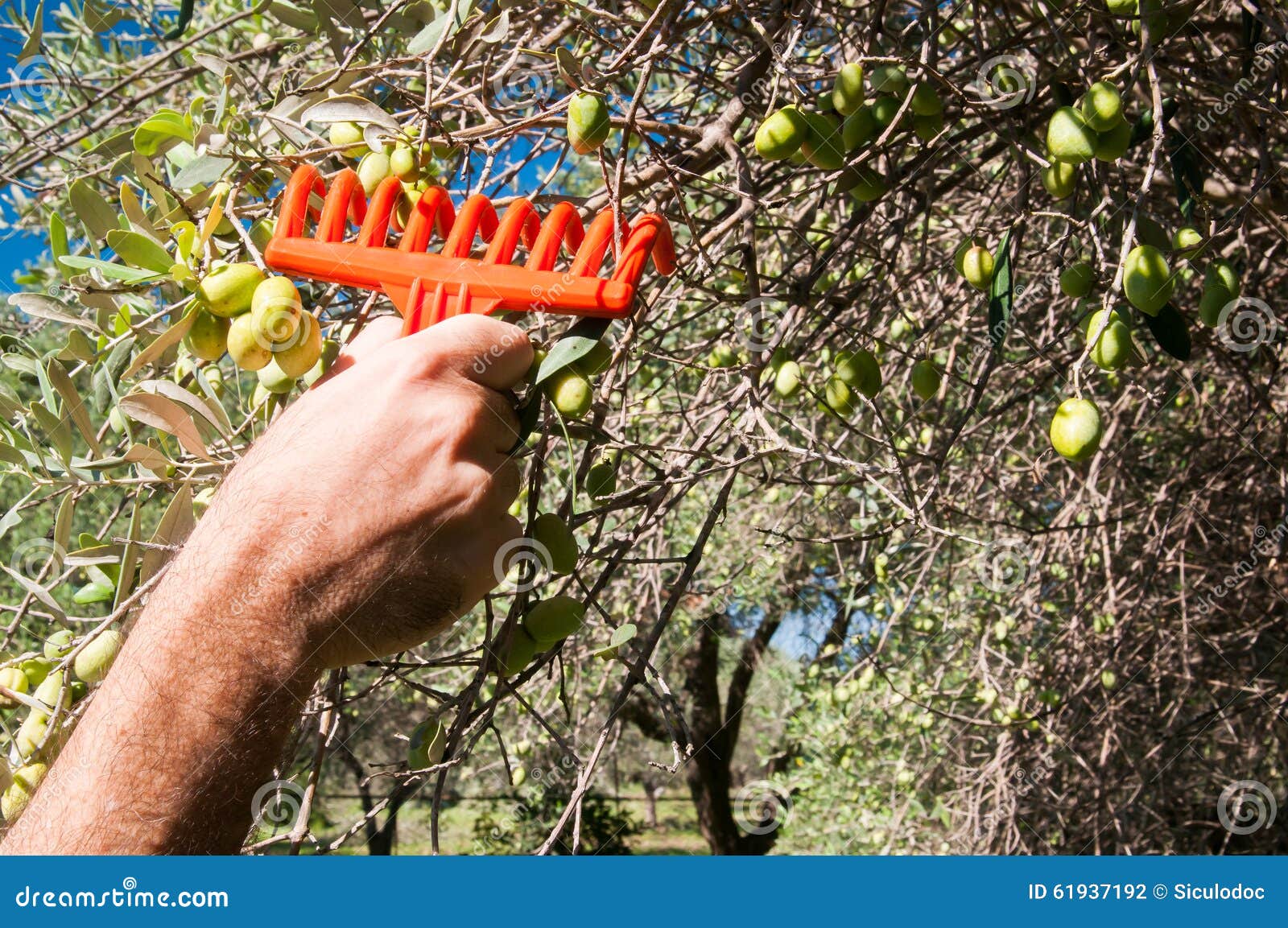 Olive picking stock photo. Image of green, branch, season - 61937192