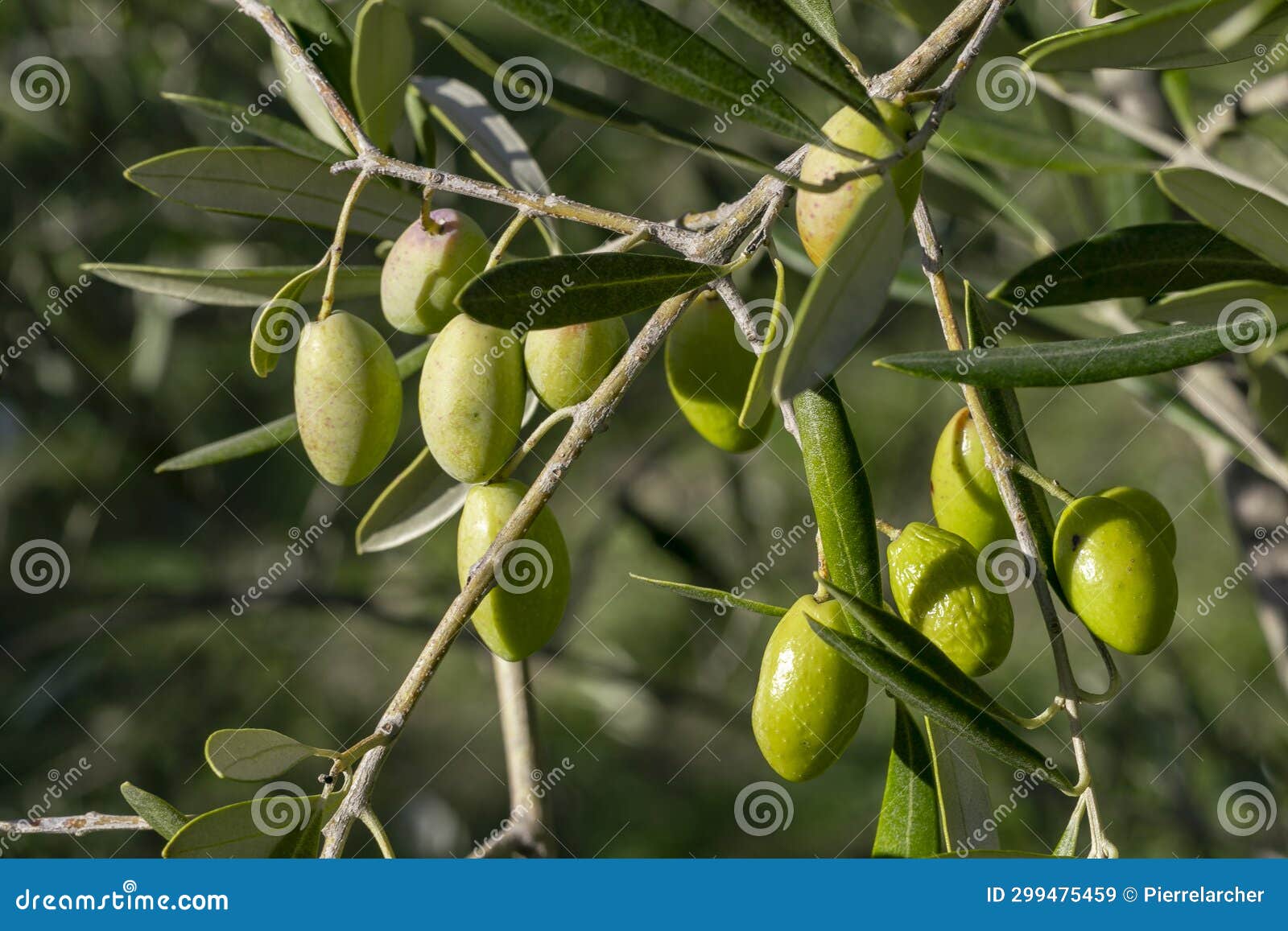 Olive Tree Branches with Olive Fruit. Olive Picking for Olive Oil ...