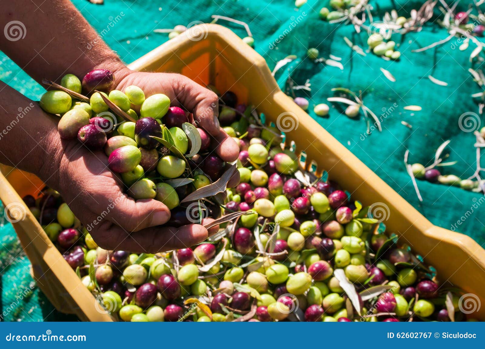 Olive picking time stock image. Image of harvest, season - 62602767