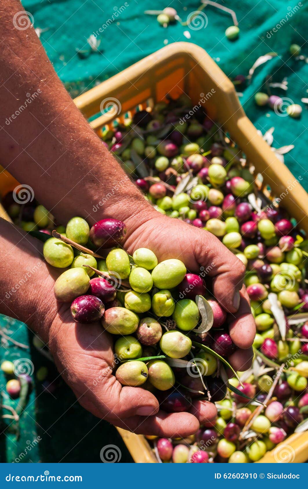 Olive picking time stock photo. Image of leaf, agriculture - 62602910