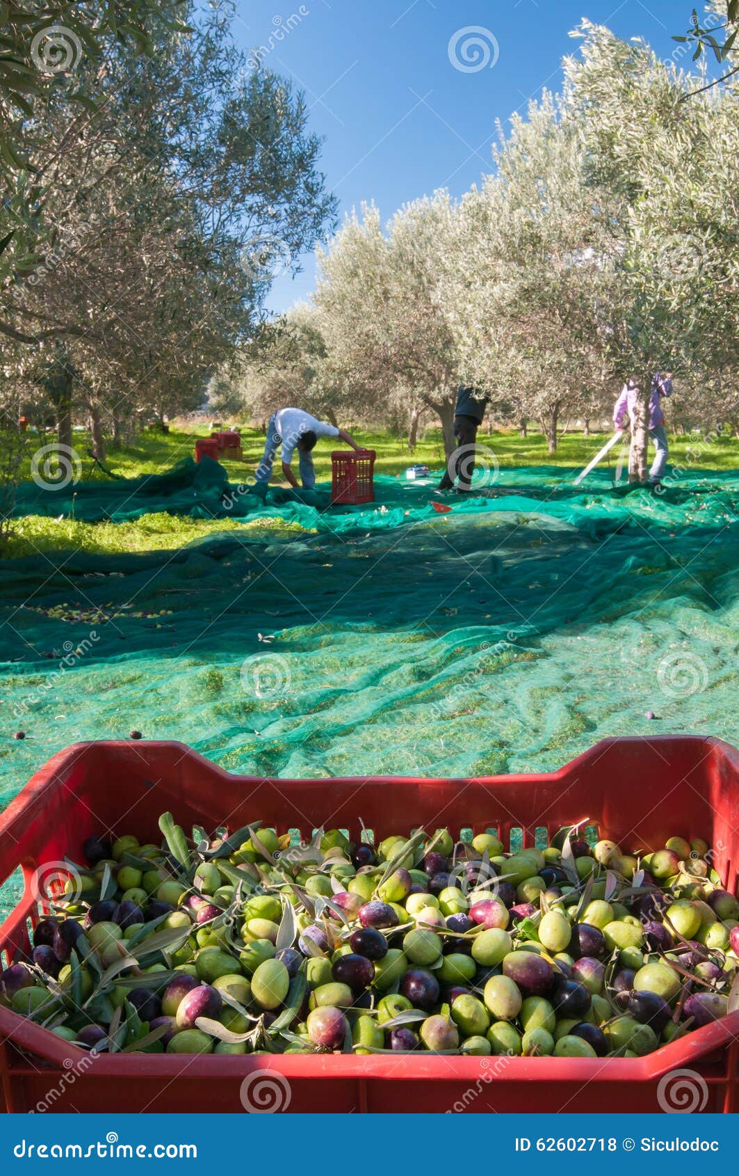 Olive picking time stock photo. Image of work, natural - 62602718
