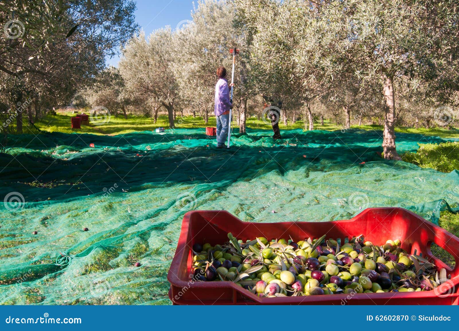 Olive picking time stock photo. Image of harvester, fruit - 62602870