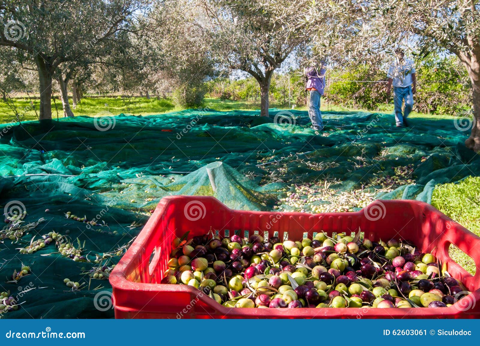 Olive picking time stock image. Image of country, work - 62603061