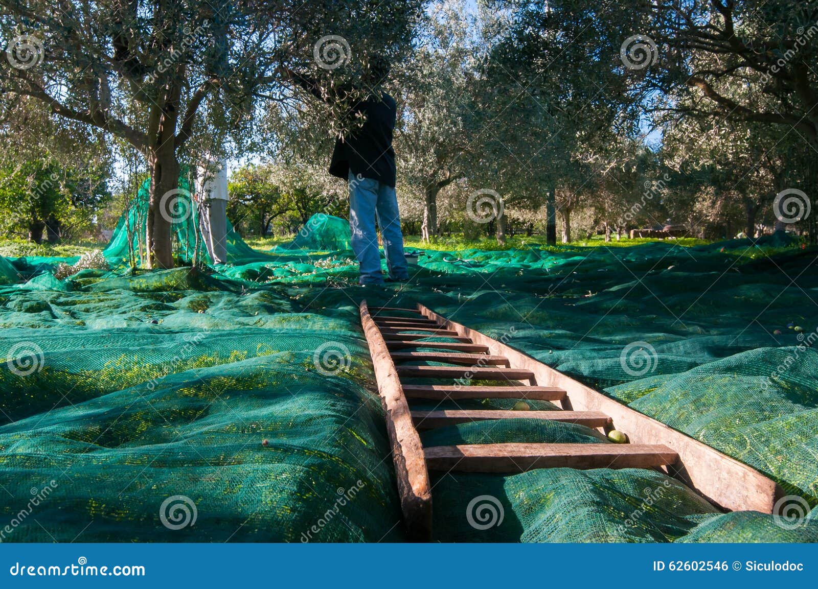 Olive picking time stock photo. Image of tool, green - 62602546
