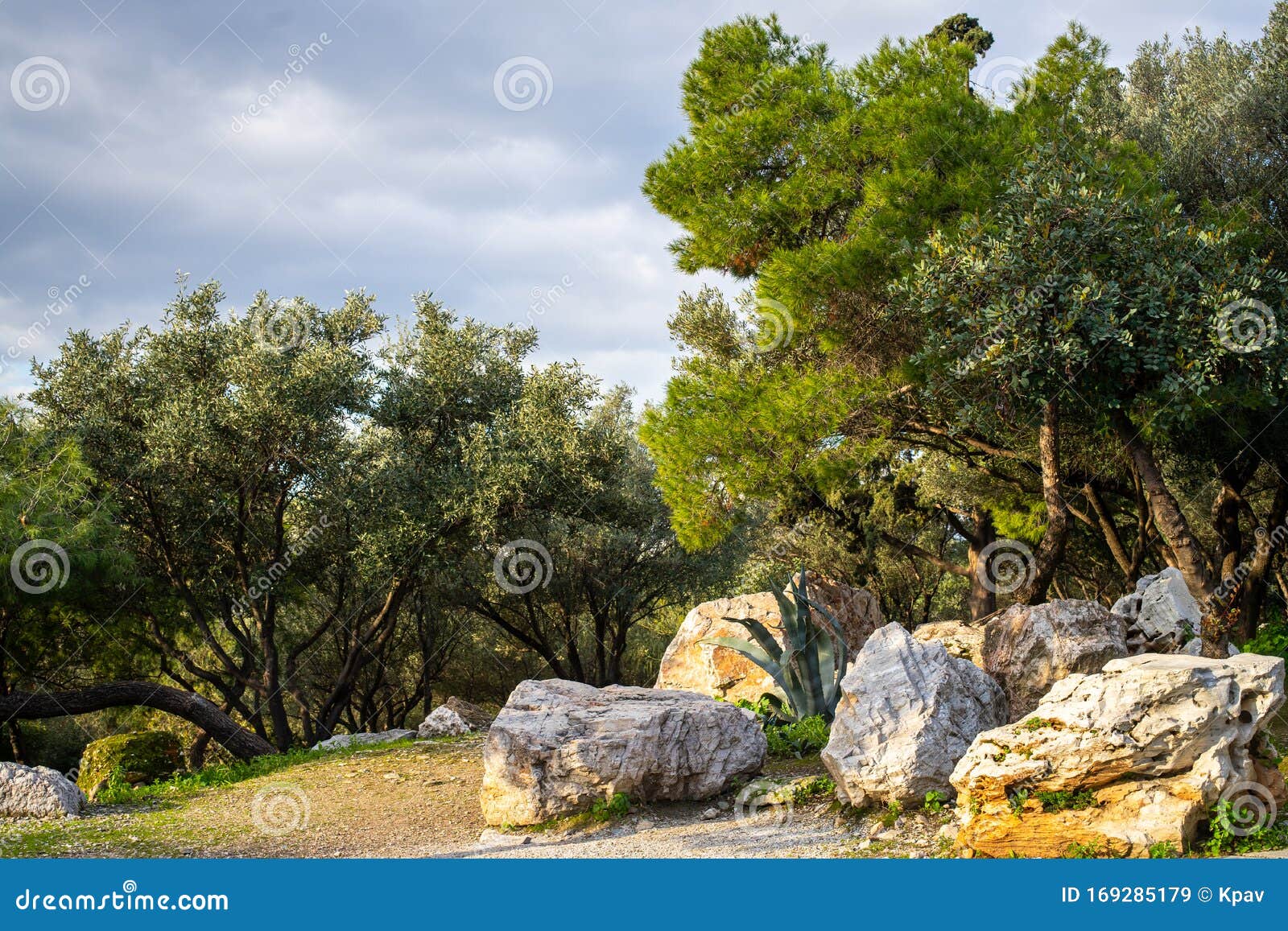 Olive and Pine Trees and Rocks on Acropolis Slope, Under Cloudy Sky ...