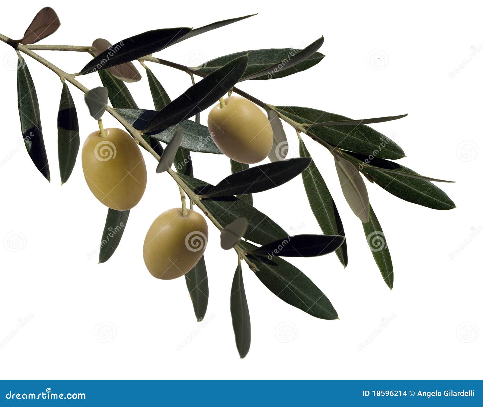 Olive plant branch stock photo. Image of leaves, mediterranean - 18596214