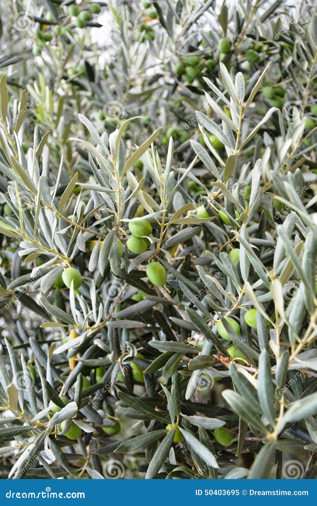 Olive Plant Stock Photos - Download 42,453 Royalty Free Photos