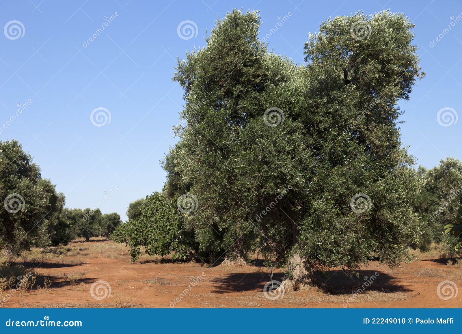 Olive plant in Puglia stock photo. Image of puglia, rural - 22249010