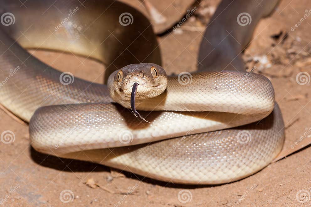Olive Python stock photo. Image of olivaceus, liasis - 188479608