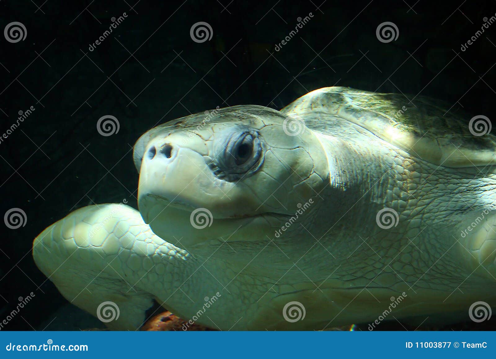 Olive Ridley Sea Turtle Royalty-Free Stock Photo | CartoonDealer.com ...