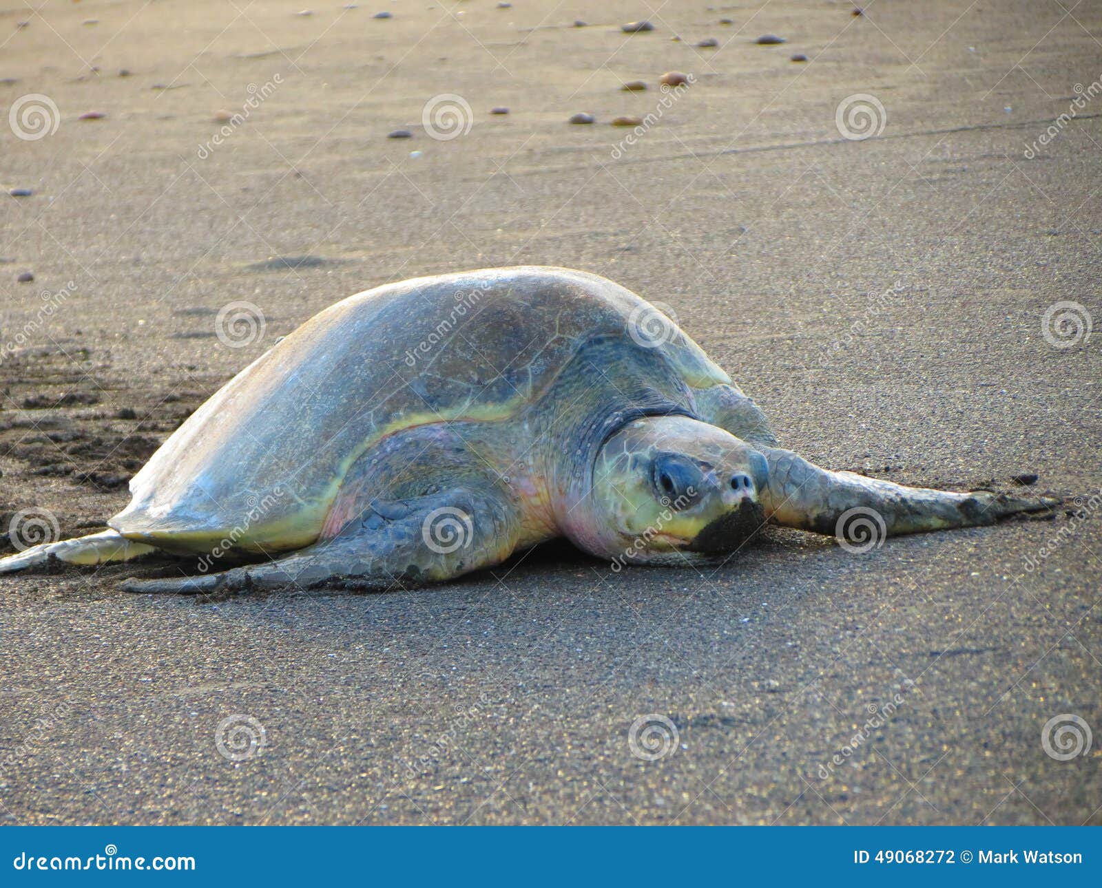 Olive Ridley Sea Turtle Costa Rica Redactionele Fotografie - Image of ...