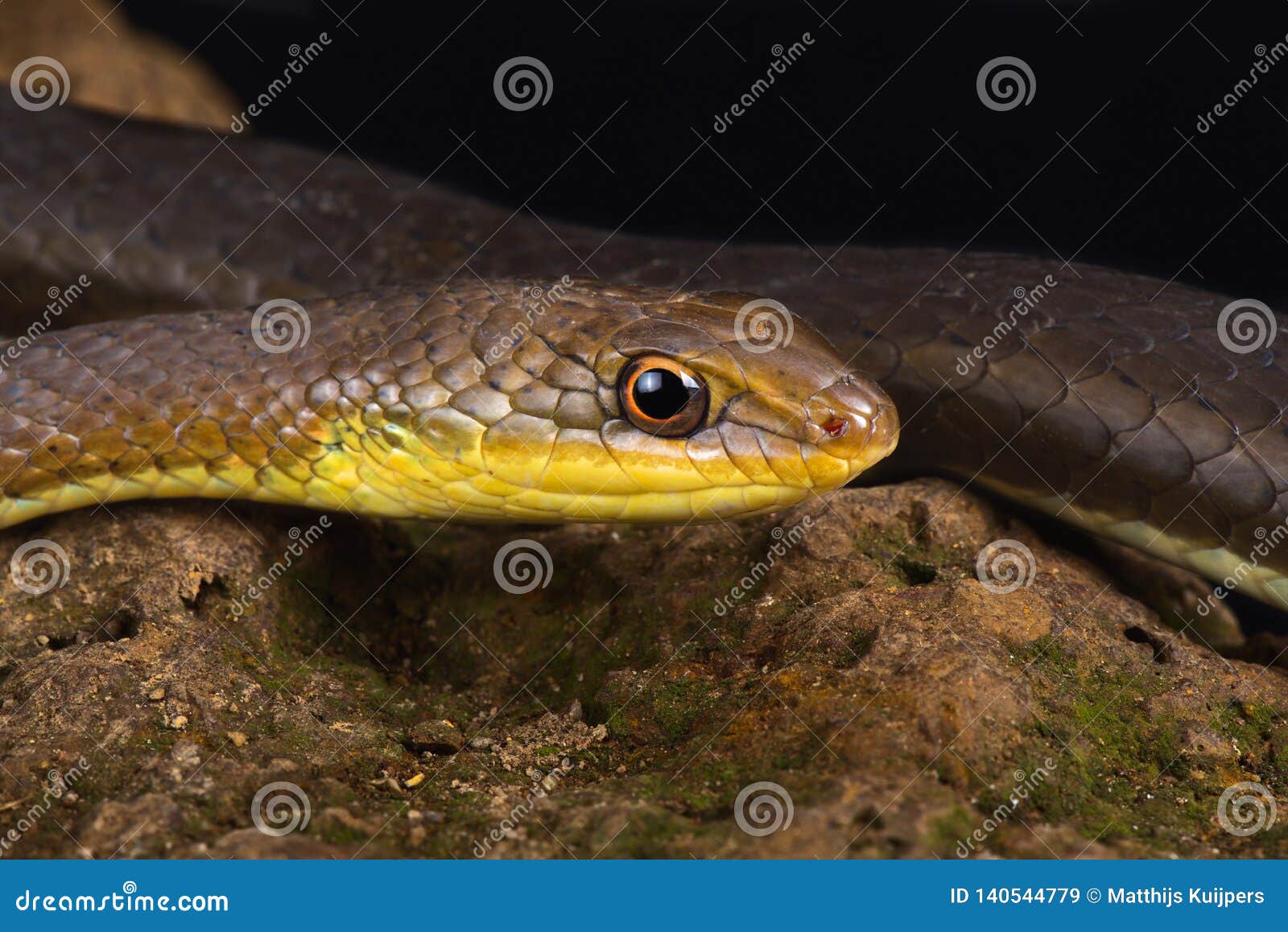 Olive Sand Snake Psammophis Mossambicus Stock Image - Image of fast ...