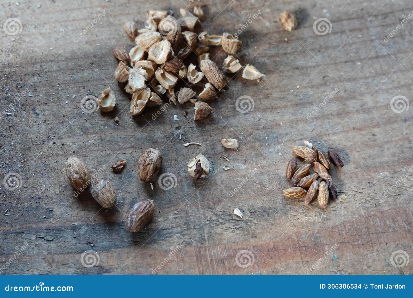 Olive Seeds Separated from the Stone, Olive Seed Plants Separated from ...