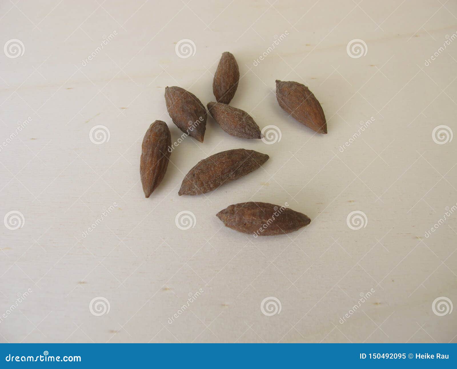 Olive Seeds To Grow an Olive Tree Stock Image - Image of drupe, plant ...