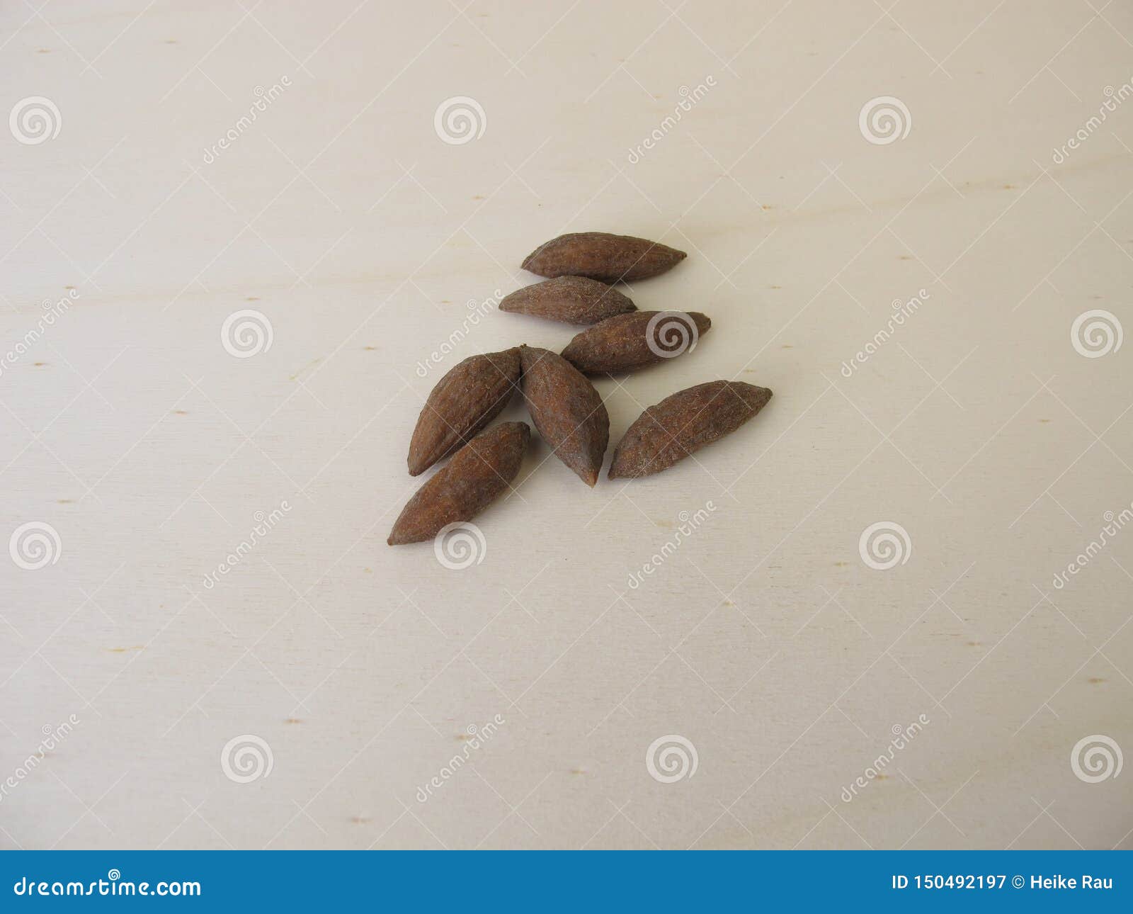 Olive Seeds To Grow an Olive Tree Stock Image - Image of tree, trees ...