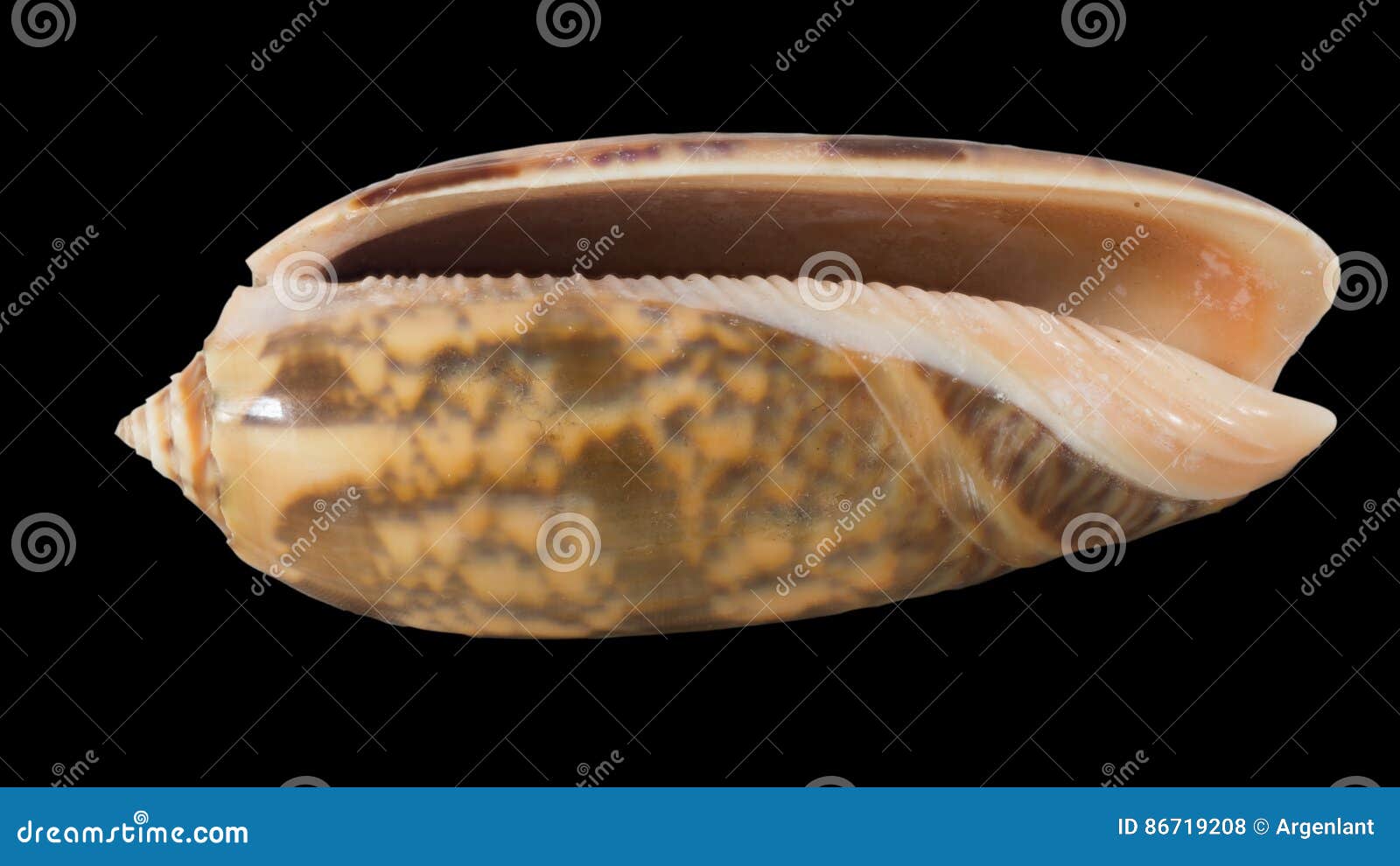 Oliva Miniacea Stock Photos - Free & Royalty-Free Stock Photos from ...