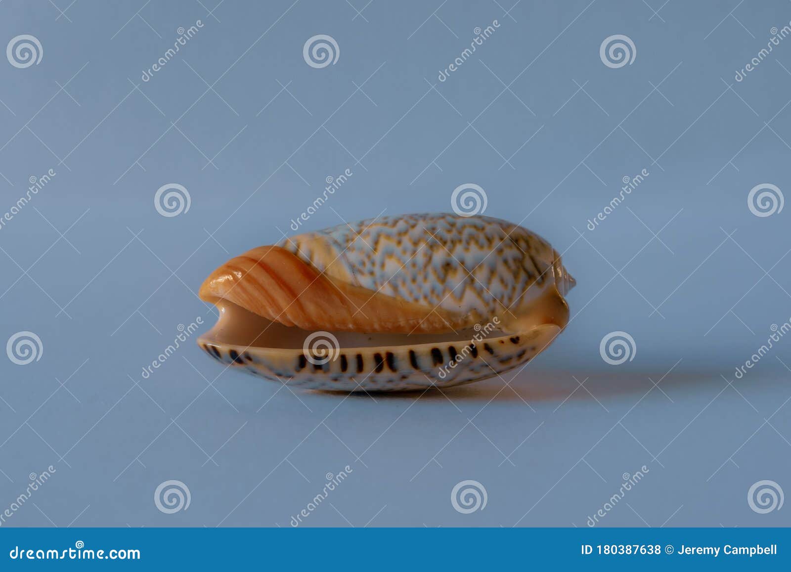 Olive Shell. Orange-Mouthed Olive Shell Stock Photo - Image of mollusc ...