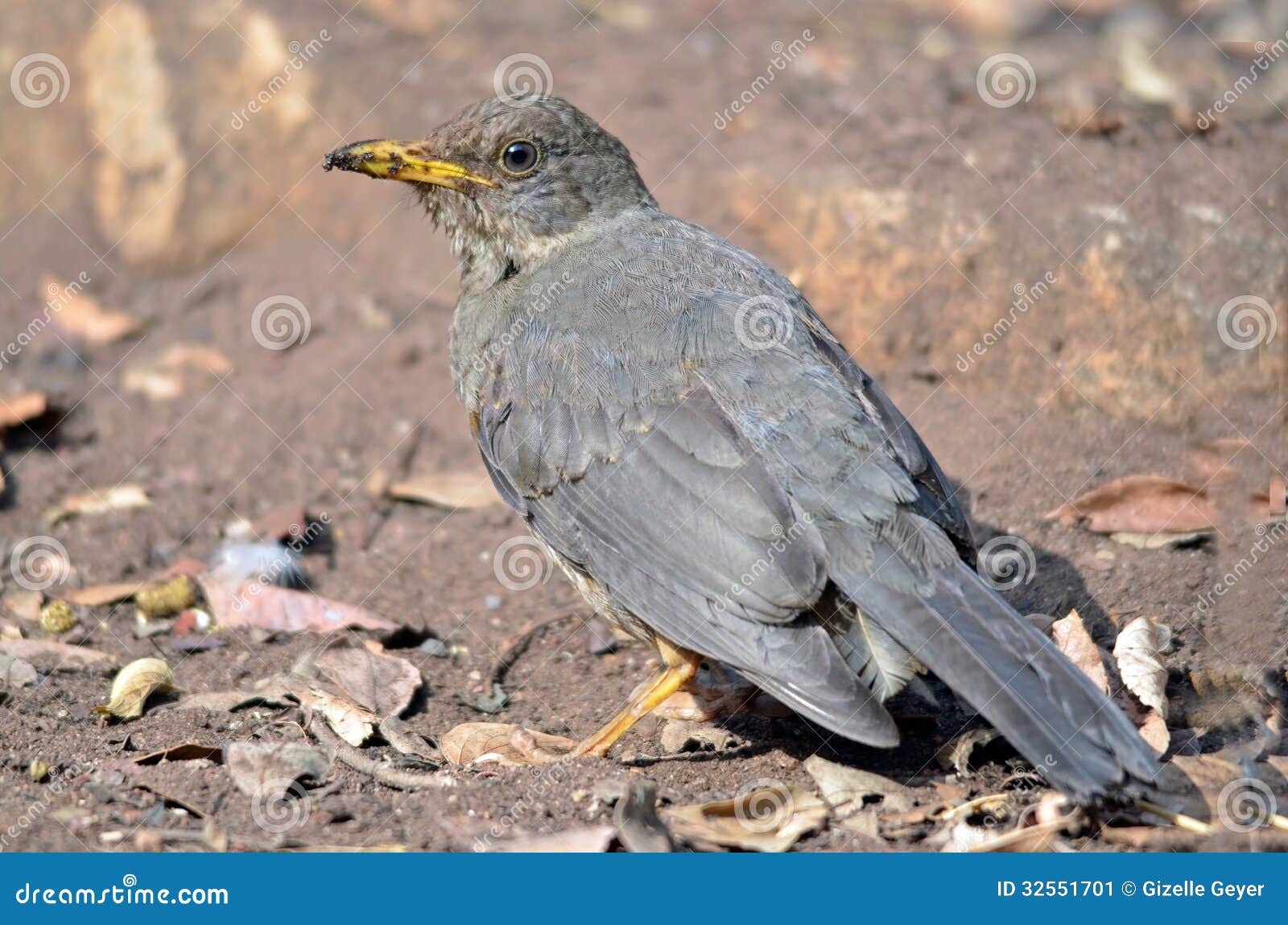 Olive Thrush Bird Perched On An Elderberry Tree Known As Turdus ...