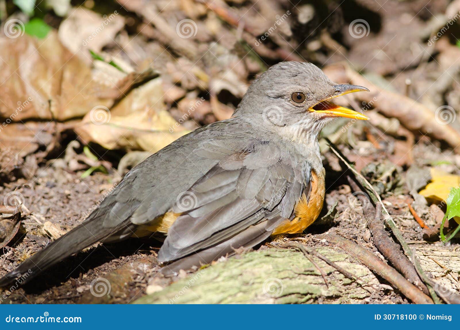 Olive Thrush on the Forest Floor Stock Photo - Image of avian, turdus ...