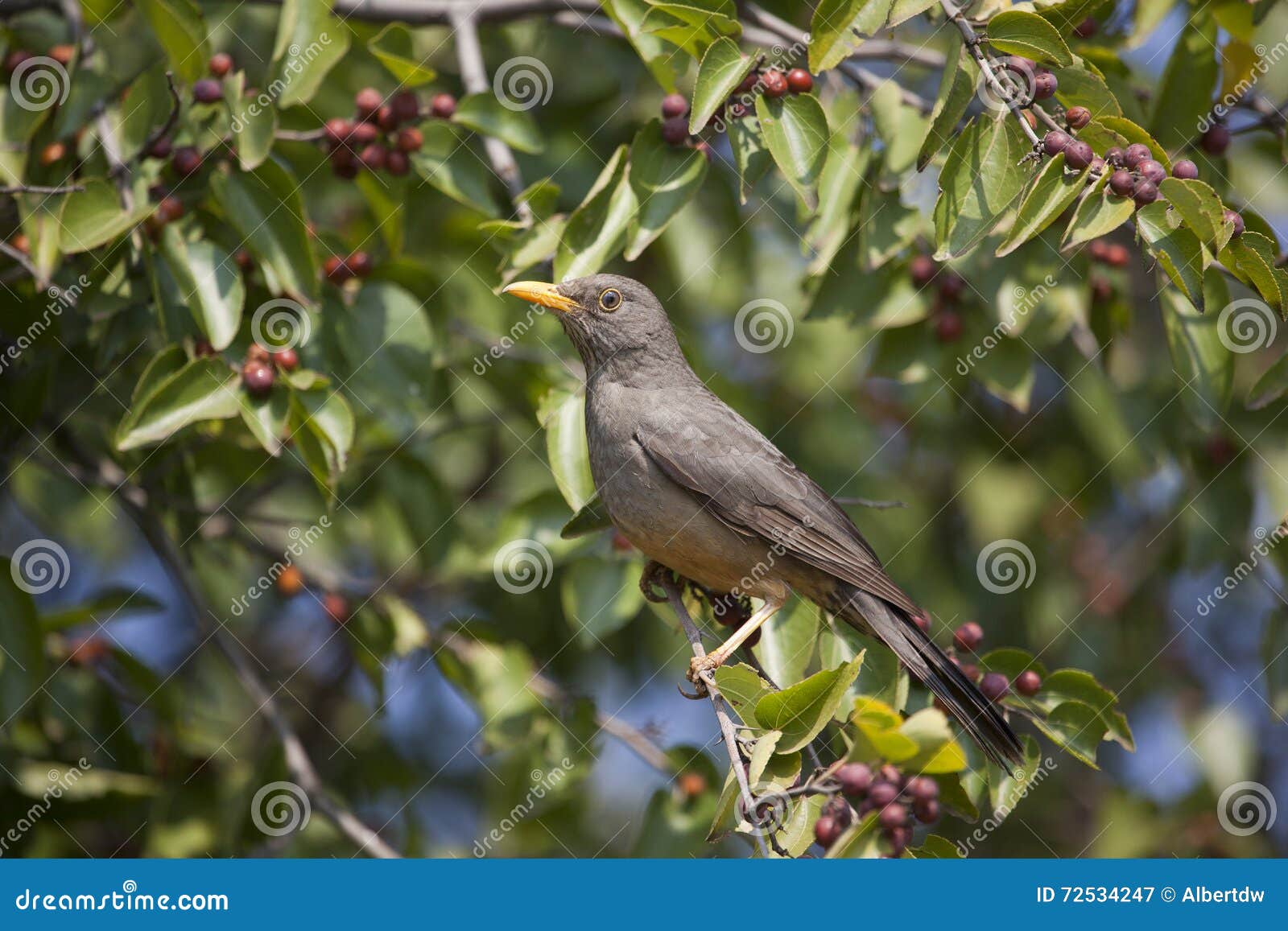 Olive Thrush stock image. Image of nature, avian, orange - 72534247