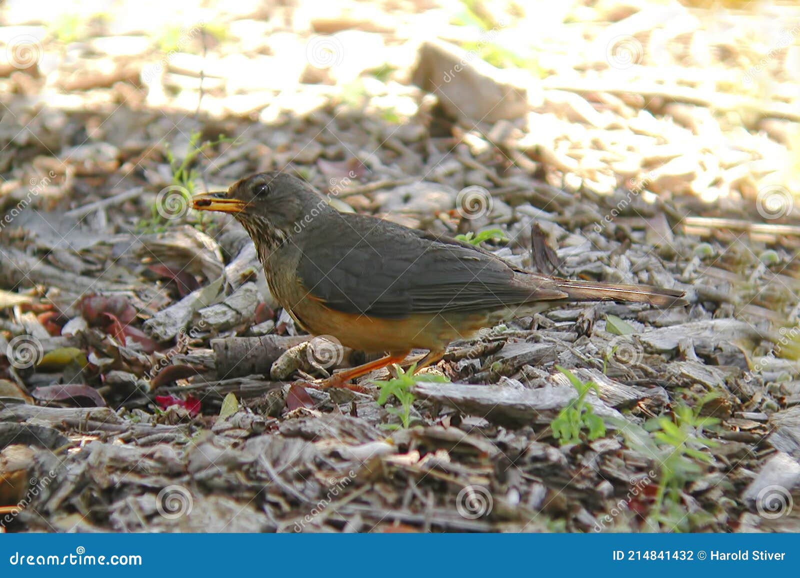 Olive Thrush, Turdus Olivaceus, Foraging on the Ground Stock Photo ...