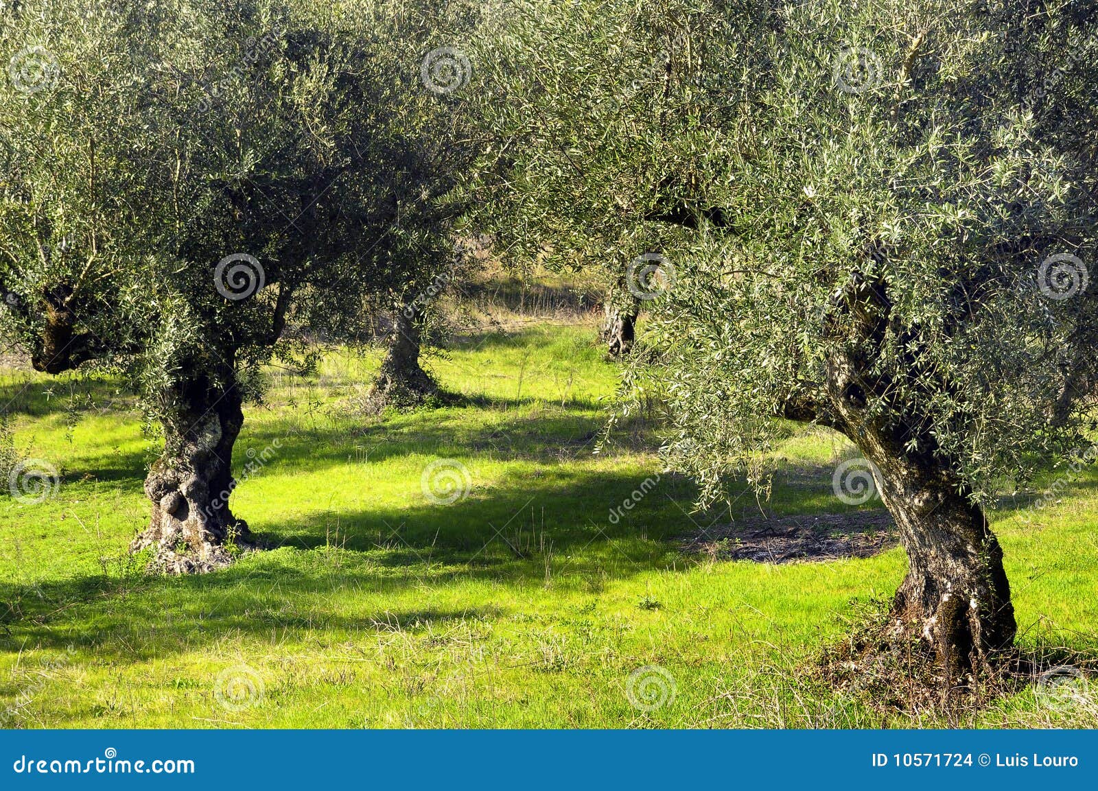 Olive Tree stock photo. Image of fume, flow, forest, nature - 10571724
