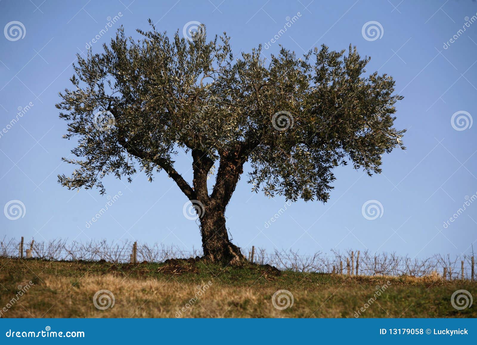 Olive tree stock photo. Image of care, grove, branch - 13179058
