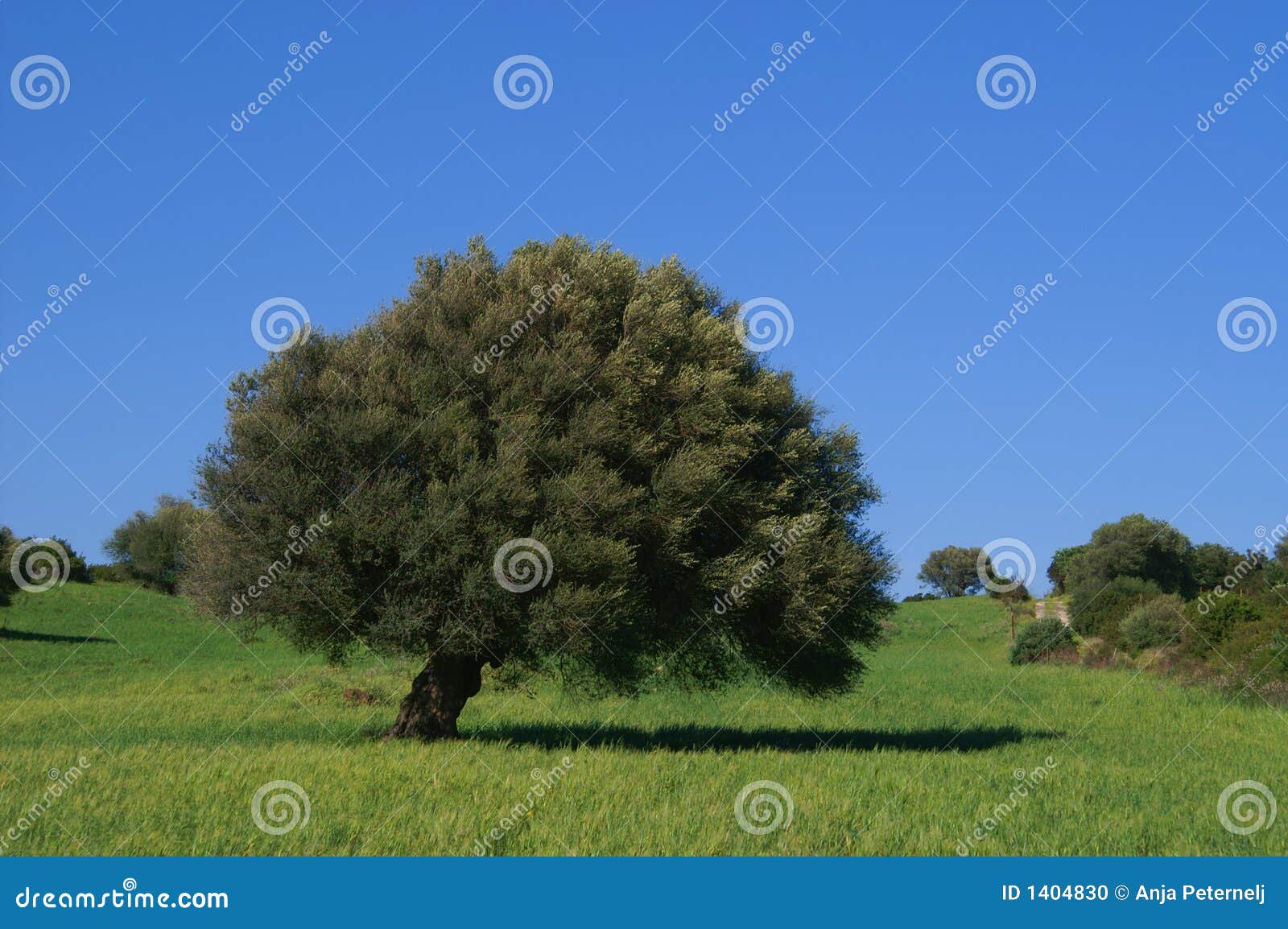 1,643 Olive Tree Wallpaper Stock Photos - Free & Royalty-Free Stock ...