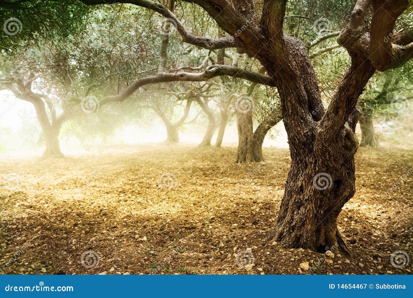 Olive tree stock image. Image of landscape, grove, olive - 14654467