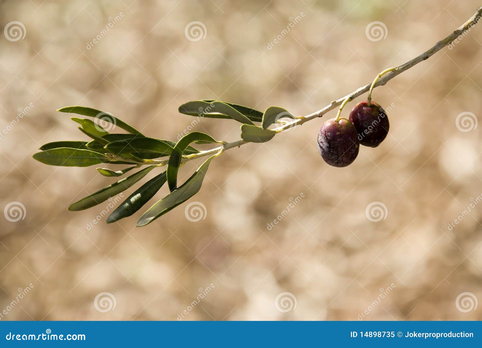 Olive tree stock image. Image of limb, omega, grove, organic - 14898735
