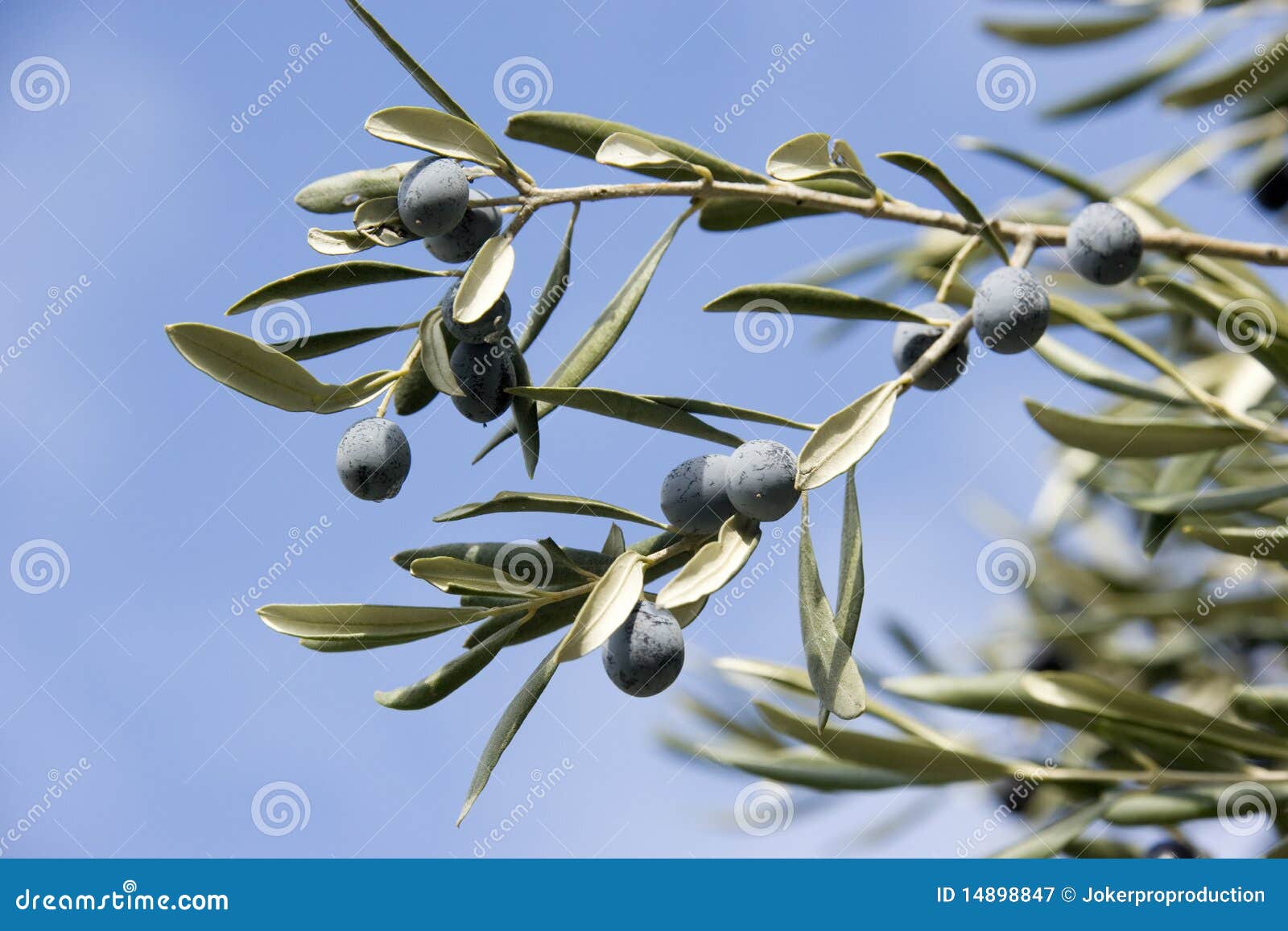 Olive tree stock image. Image of fruits, agriculture - 14898847