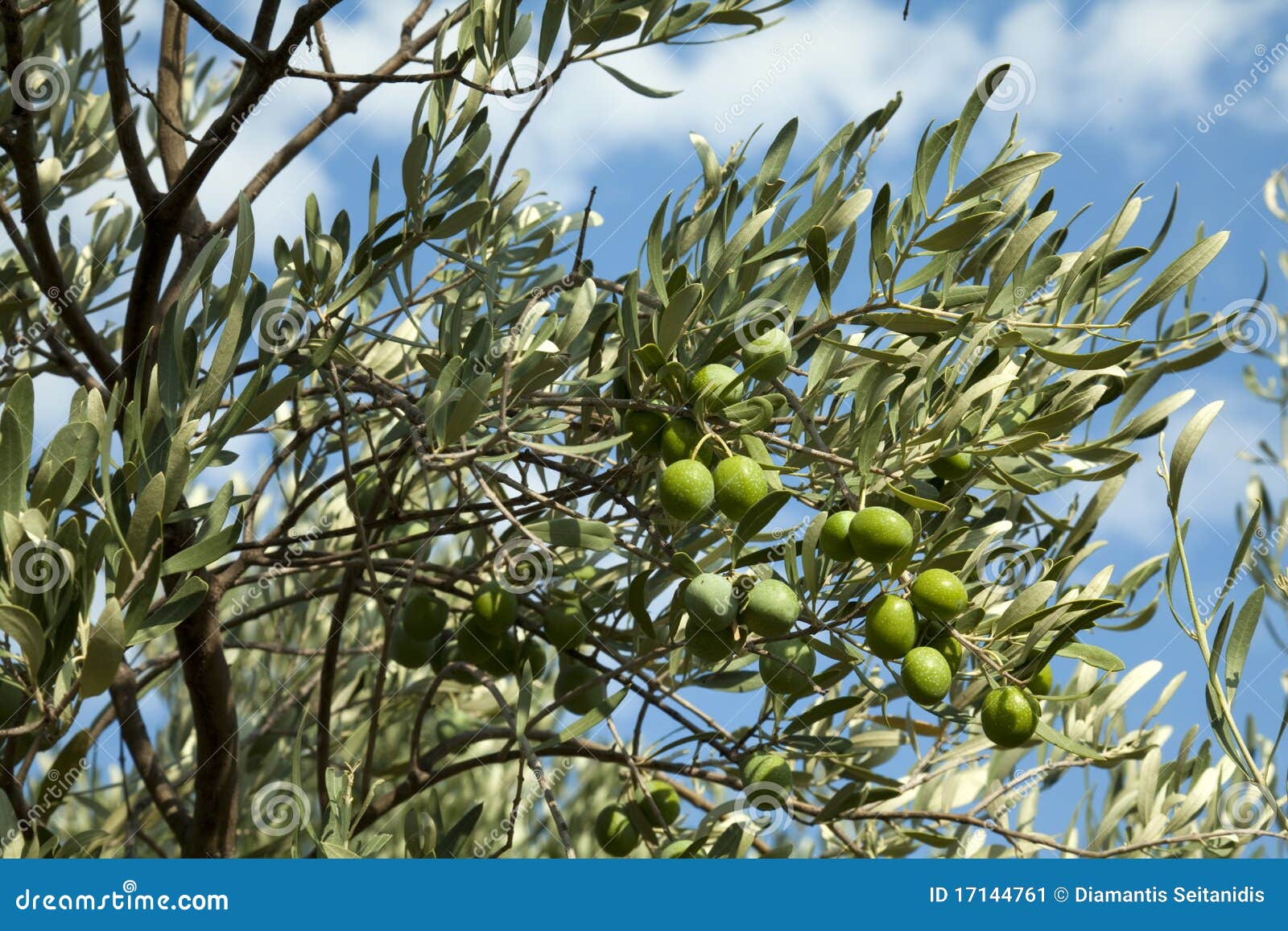 Olive Tree Stock Image - Image: 17144761