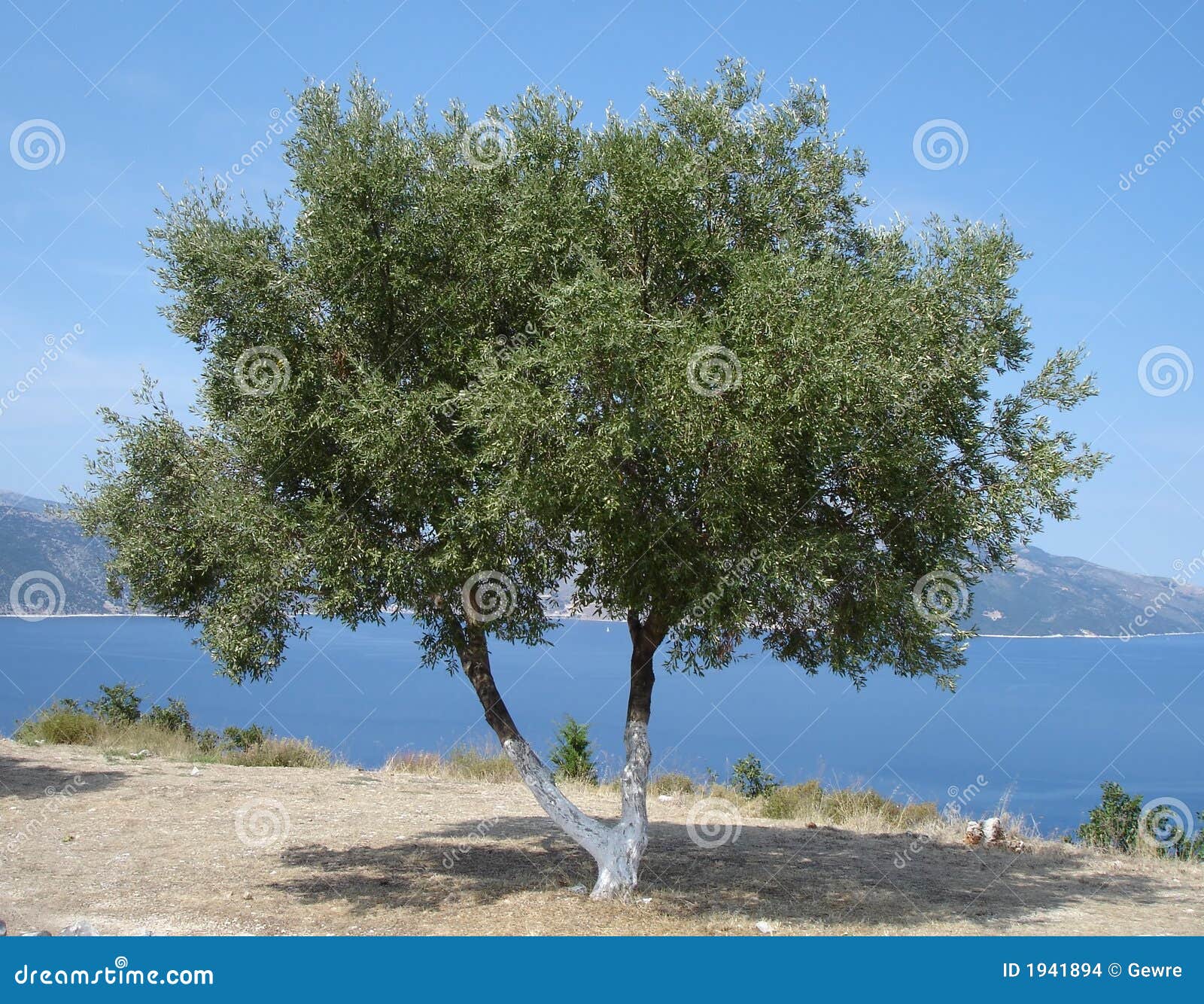 Olive tree stock photo. Image of olive, crop, paros, blue - 1941894