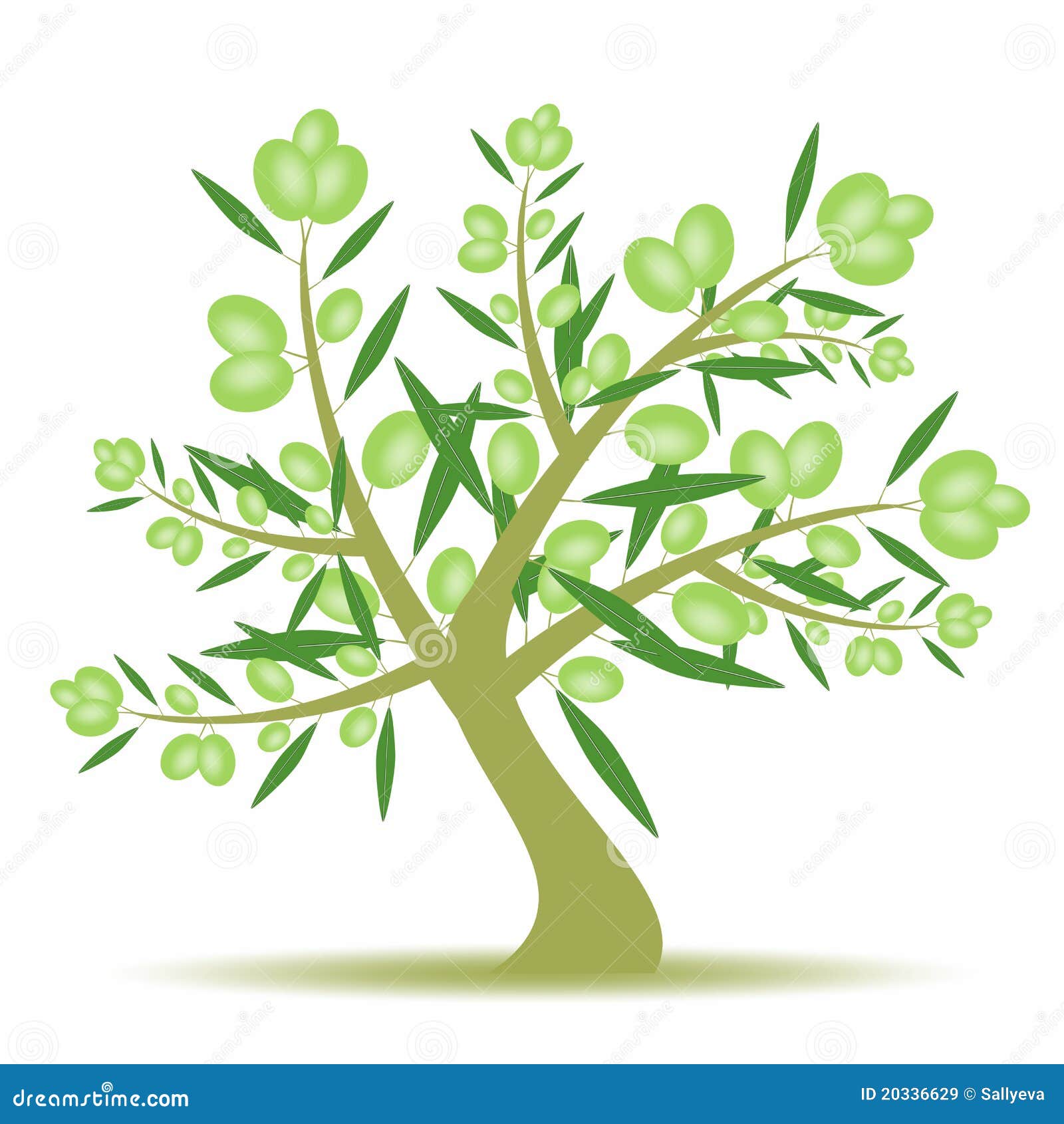 Olive Tree Growth Stages. Vector Illustration. Ripening Period ...