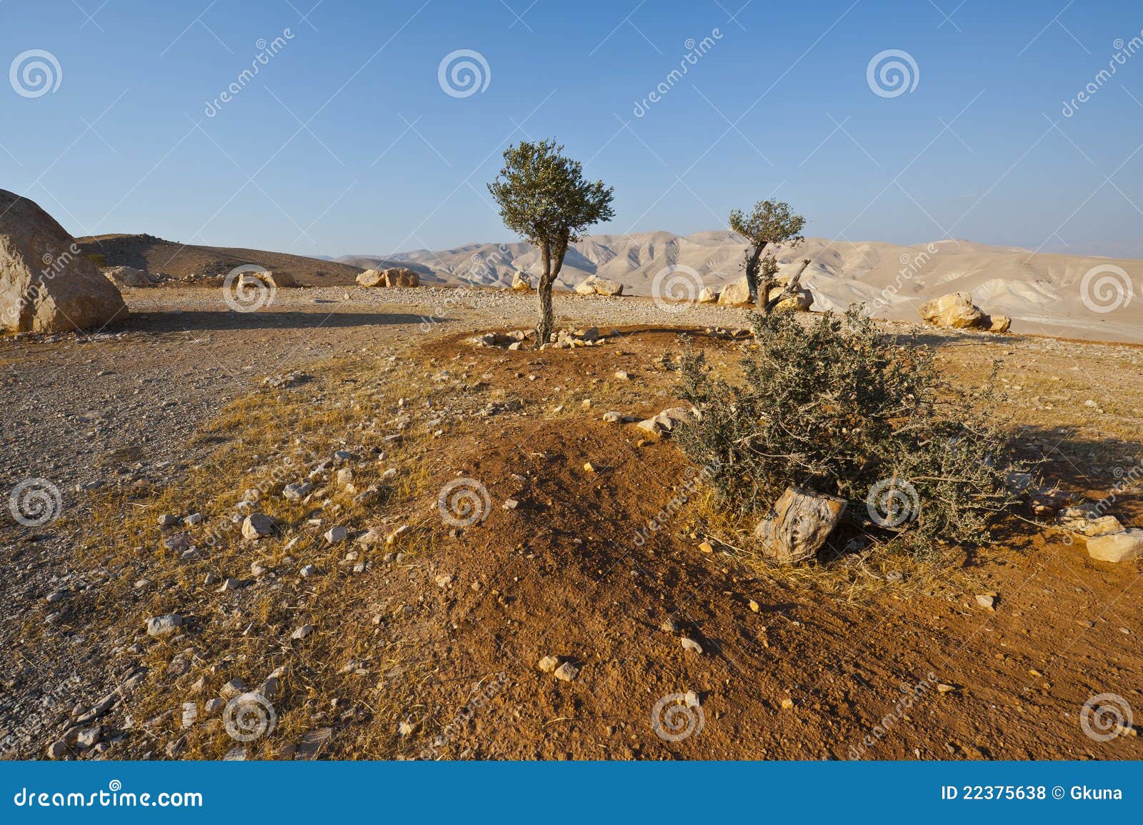 Olive Tree stock photo. Image of rock, danger, arid, erosion - 22375638