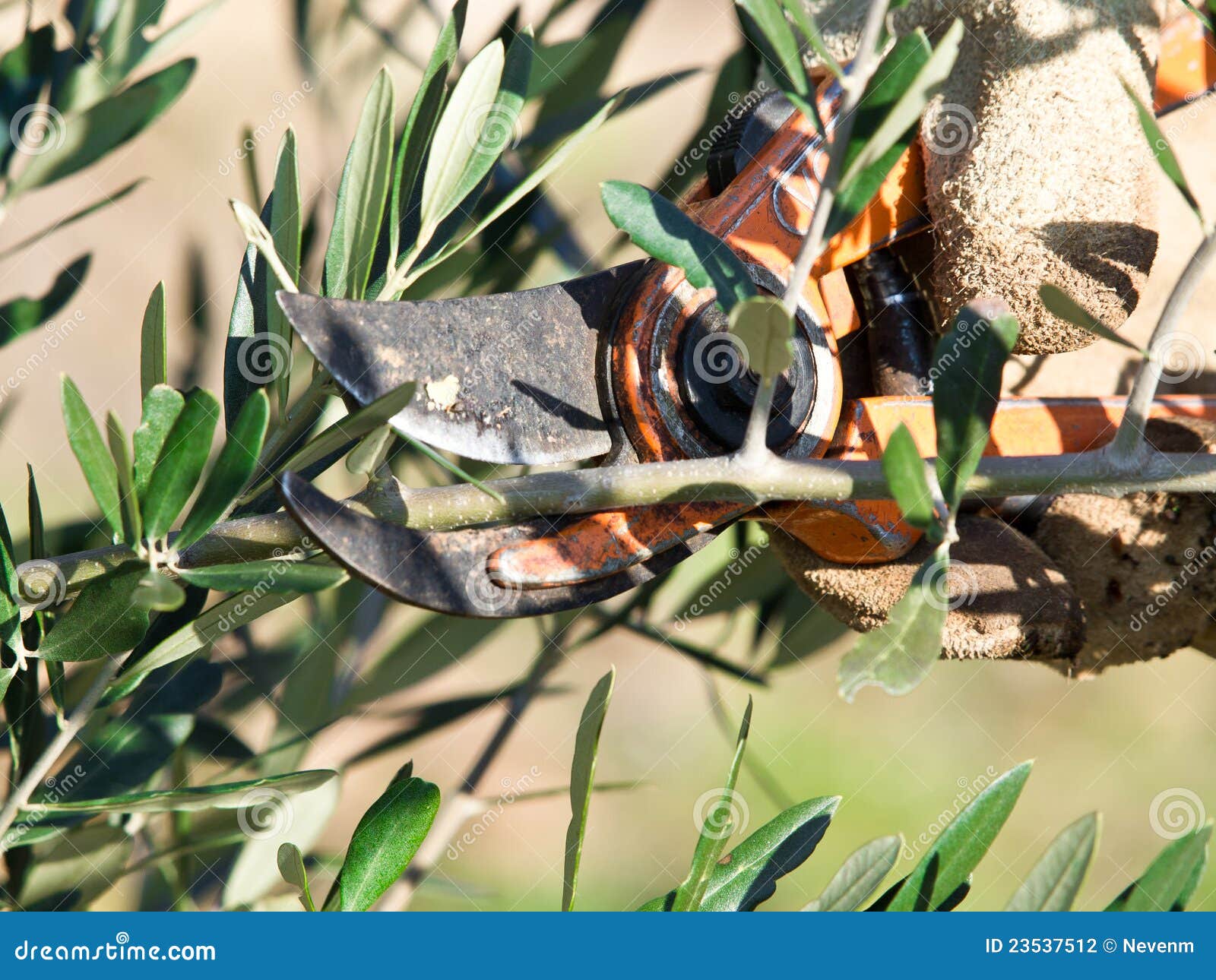 Olive tree stock photo. Image of crop, pruning, tool - 23537512