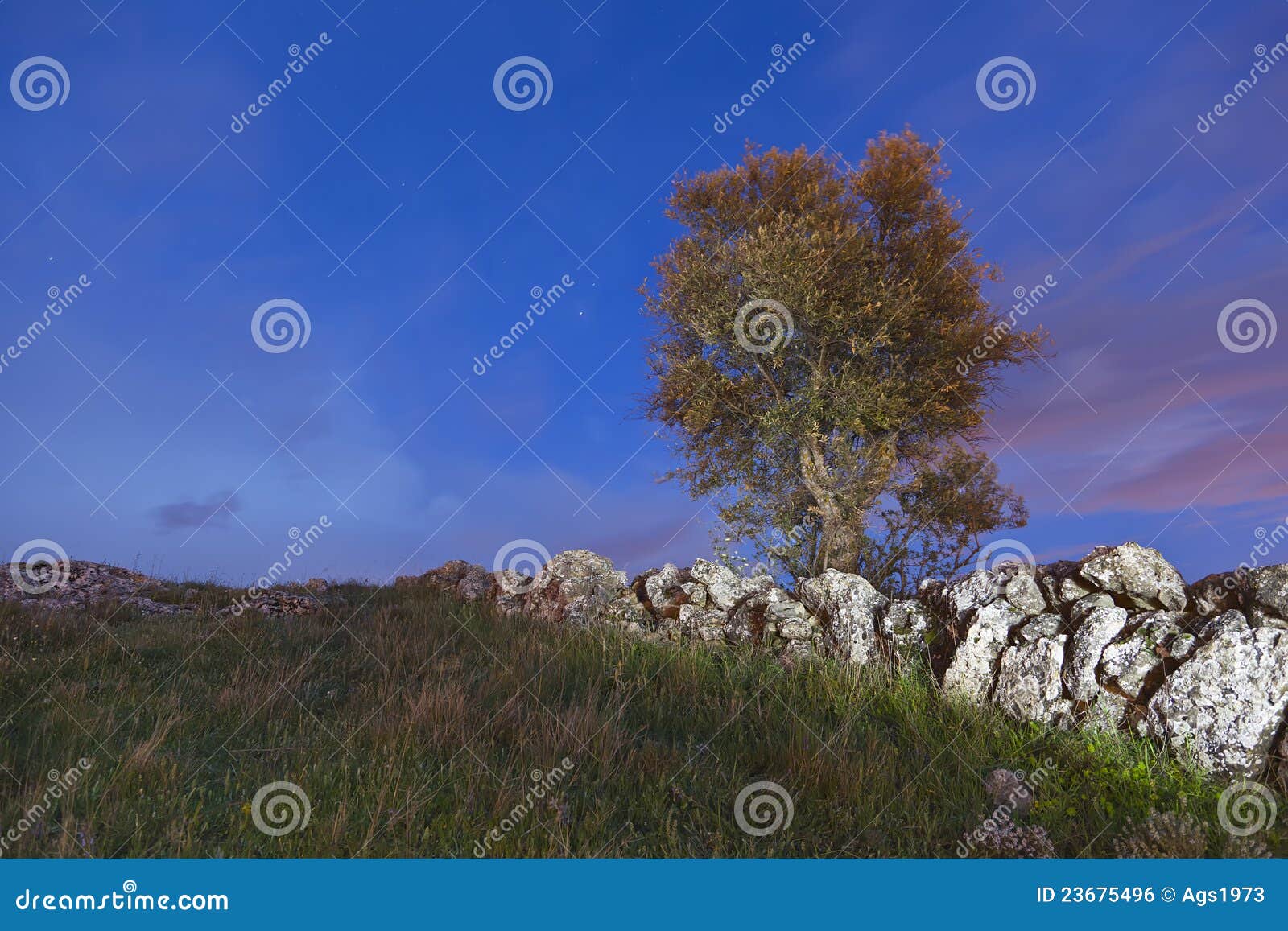Olive tree. stock photo. Image of agriculture, farming - 23675496