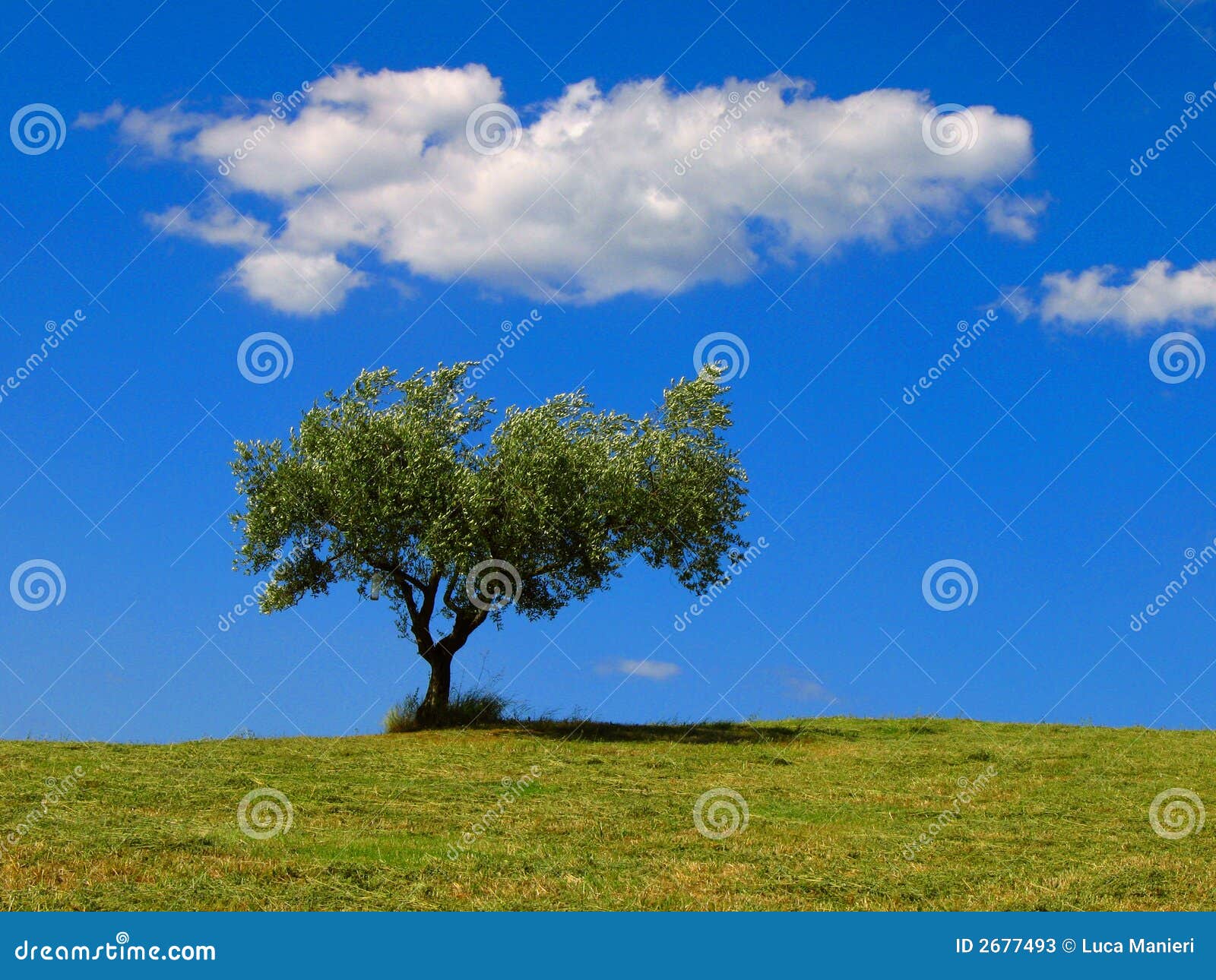 Olive tree stock image. Image of outdoor, green, farm - 2677493
