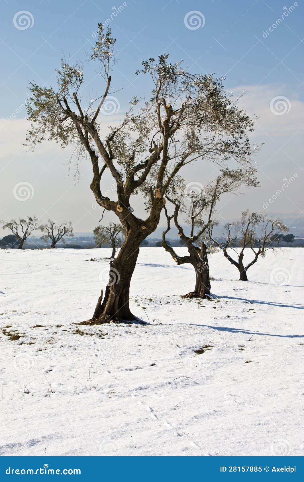 Olive tree stock image. Image of winter, cultivation - 28157885