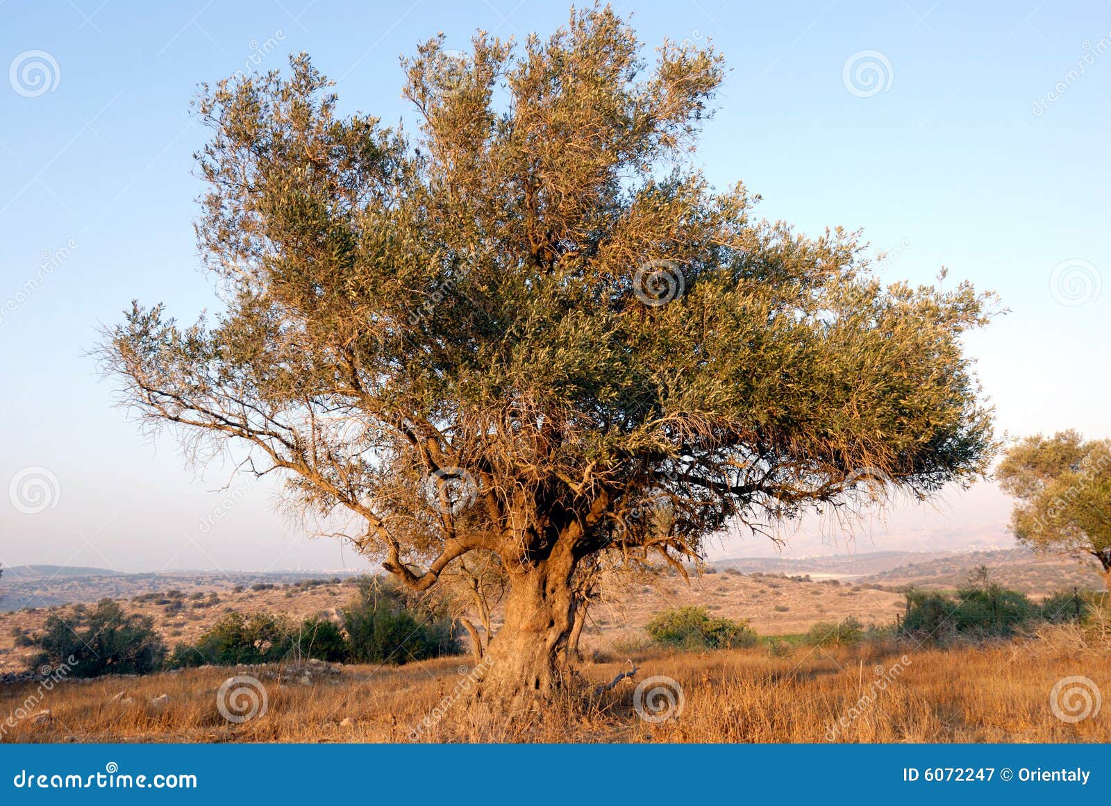 Olive Tree Royalty Free Stock Photography - Image: 6072247