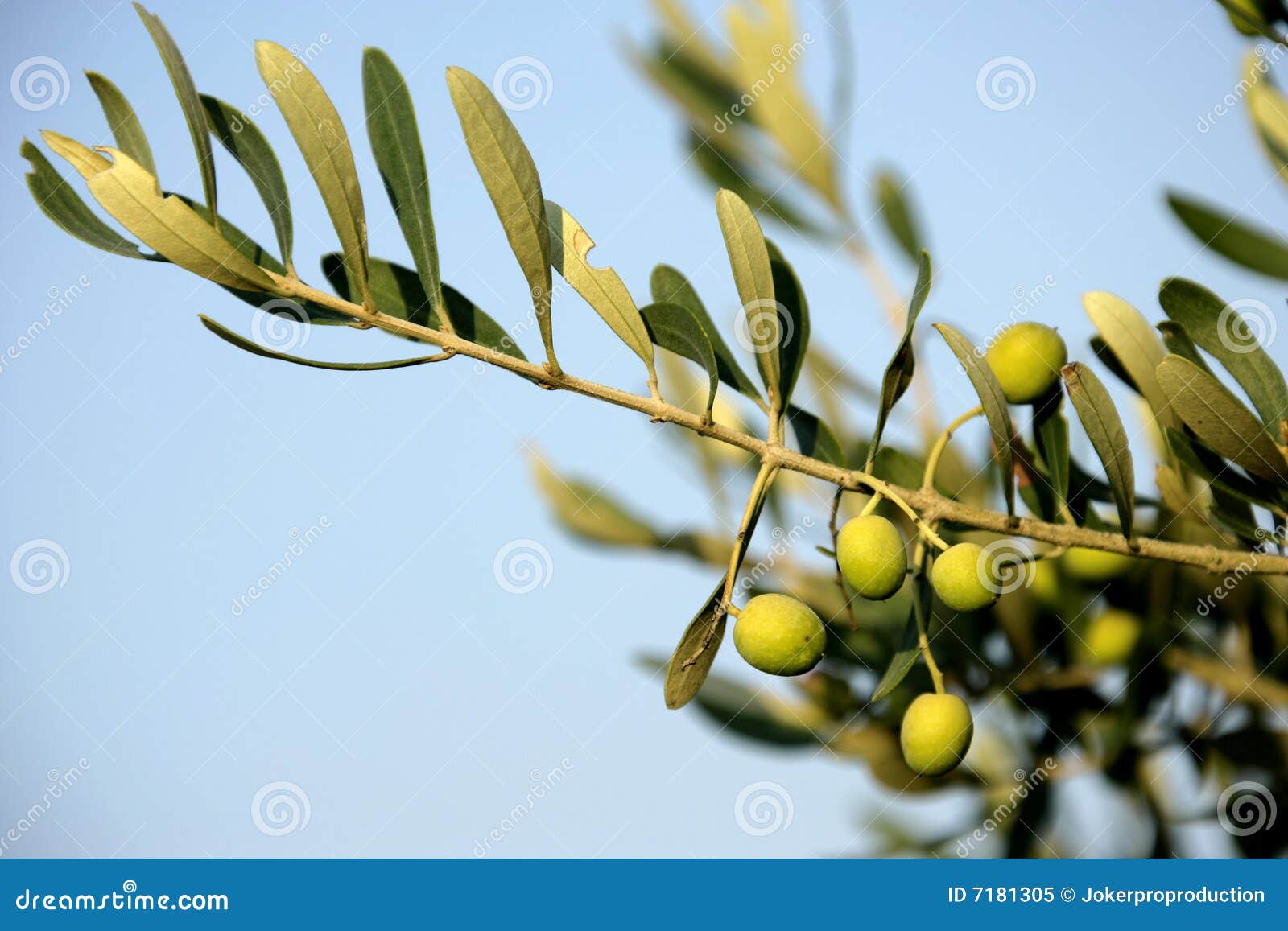 Olive tree stock image. Image of photograph, diet, fresh - 7181305