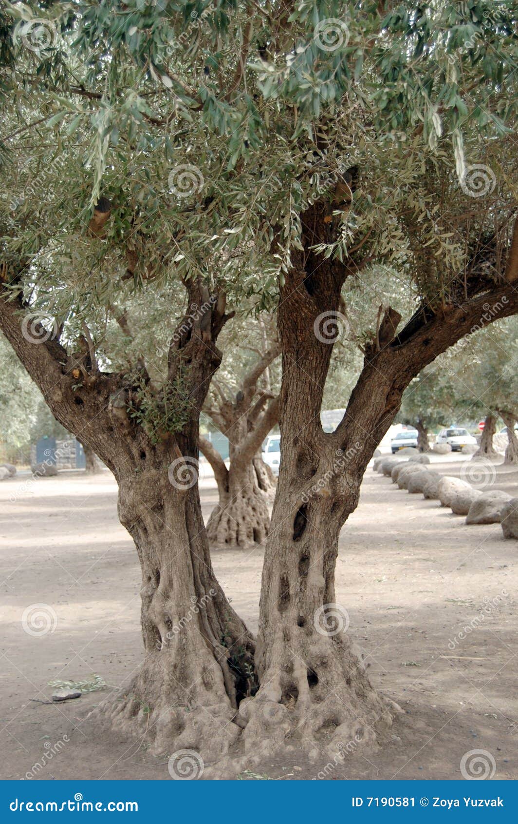 Olive tree stock image. Image of park, plant, leaves, alley - 7190581