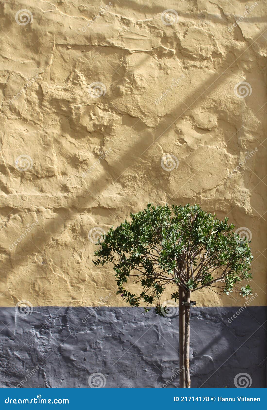 Olive Tree Against Stone Wall Stock Photo - Image of background ...