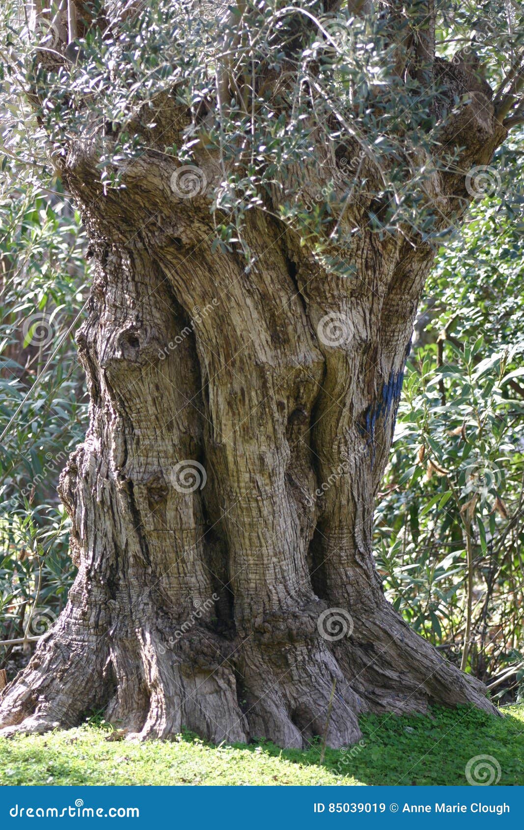 Olive tree 8 stock image. Image of tree, large, fodele - 85039019