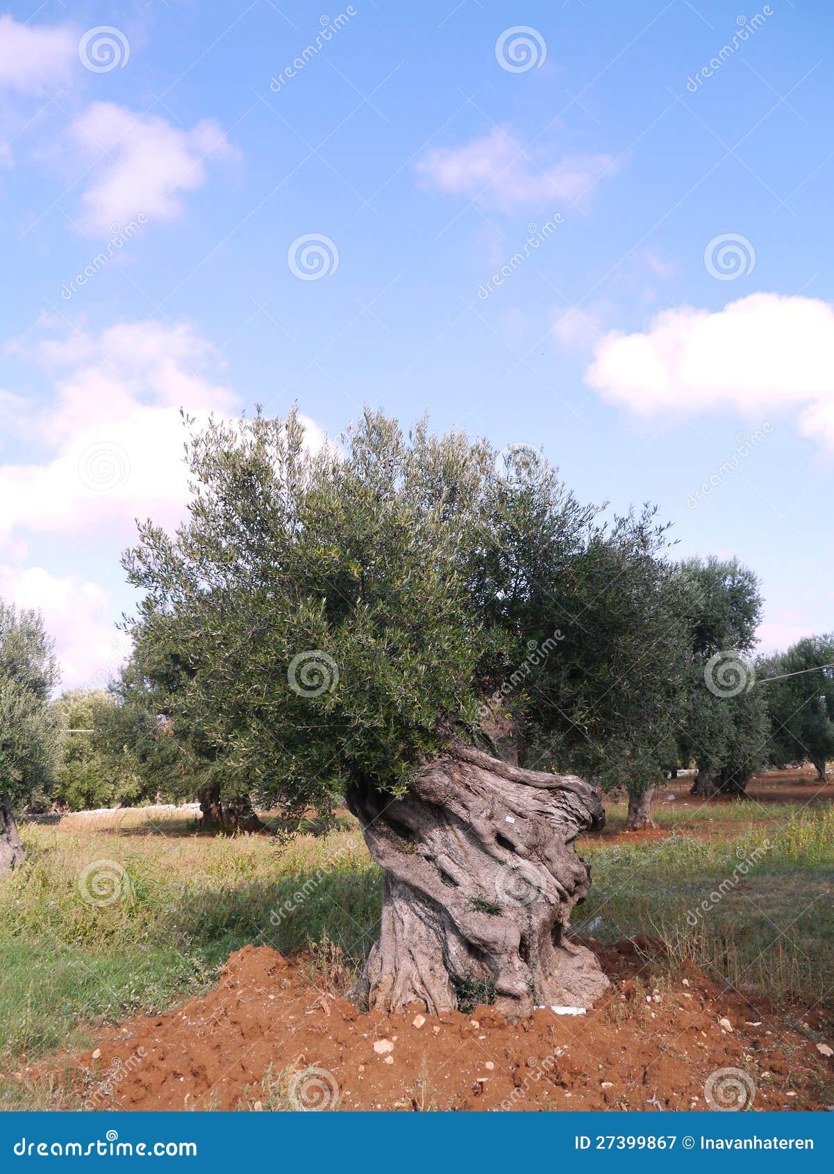 Olive tree in autumn stock image. Image of bushes, olive - 27399867