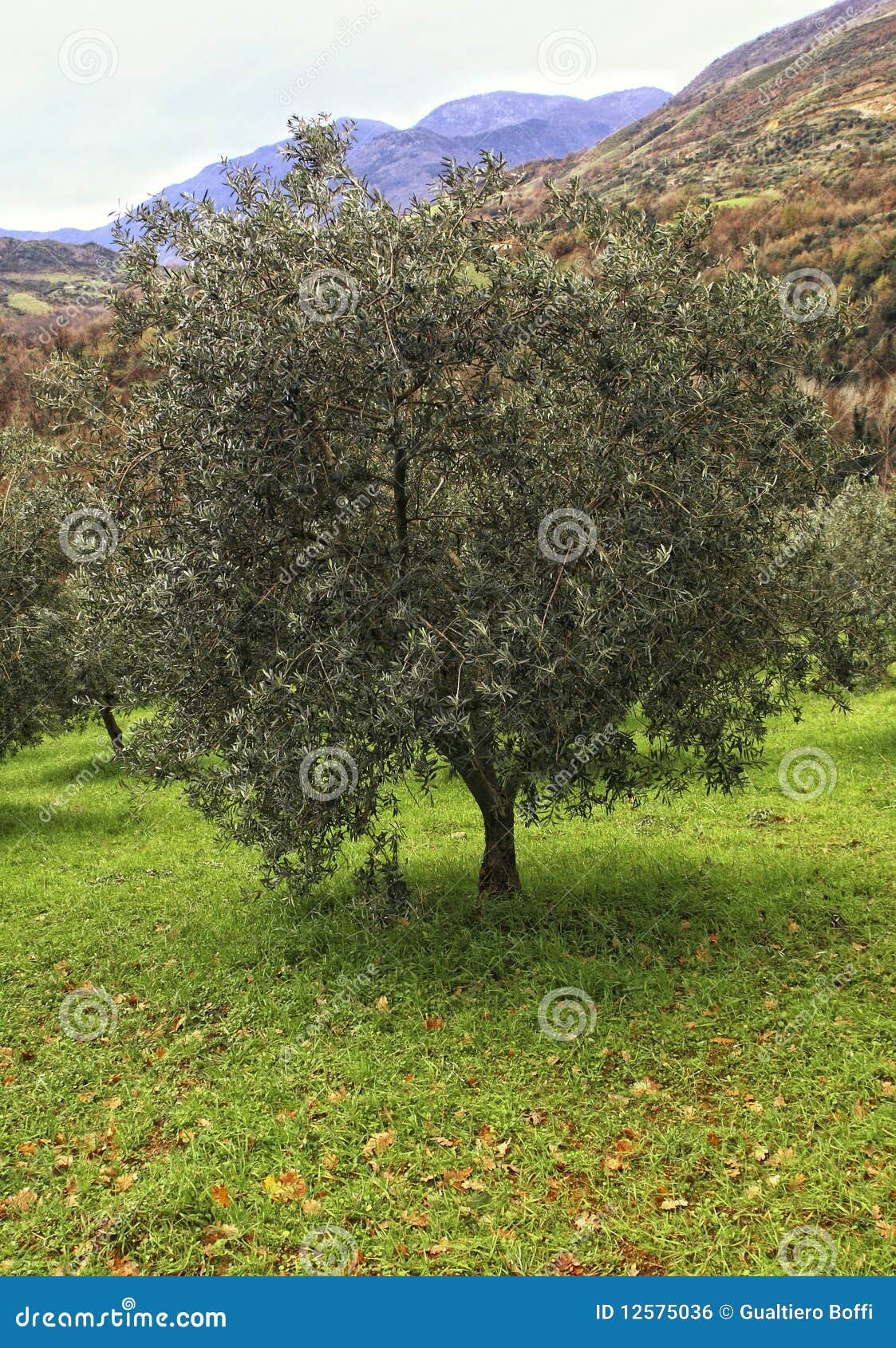 Olive tree background stock photo. Image of history, isolated - 12575036